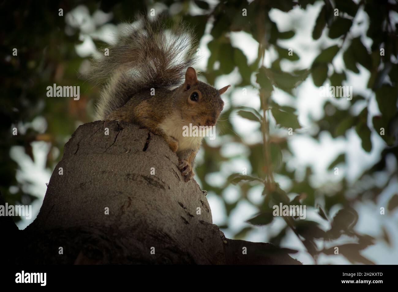 Eastern grey squirrel looking at camera, sitting on stump in California ...