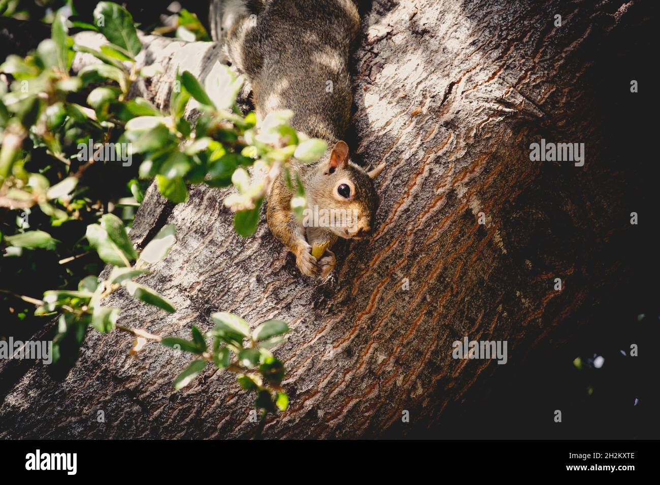 Eastern grey squirrel handing upside down on oak tree trunk with acorn ...