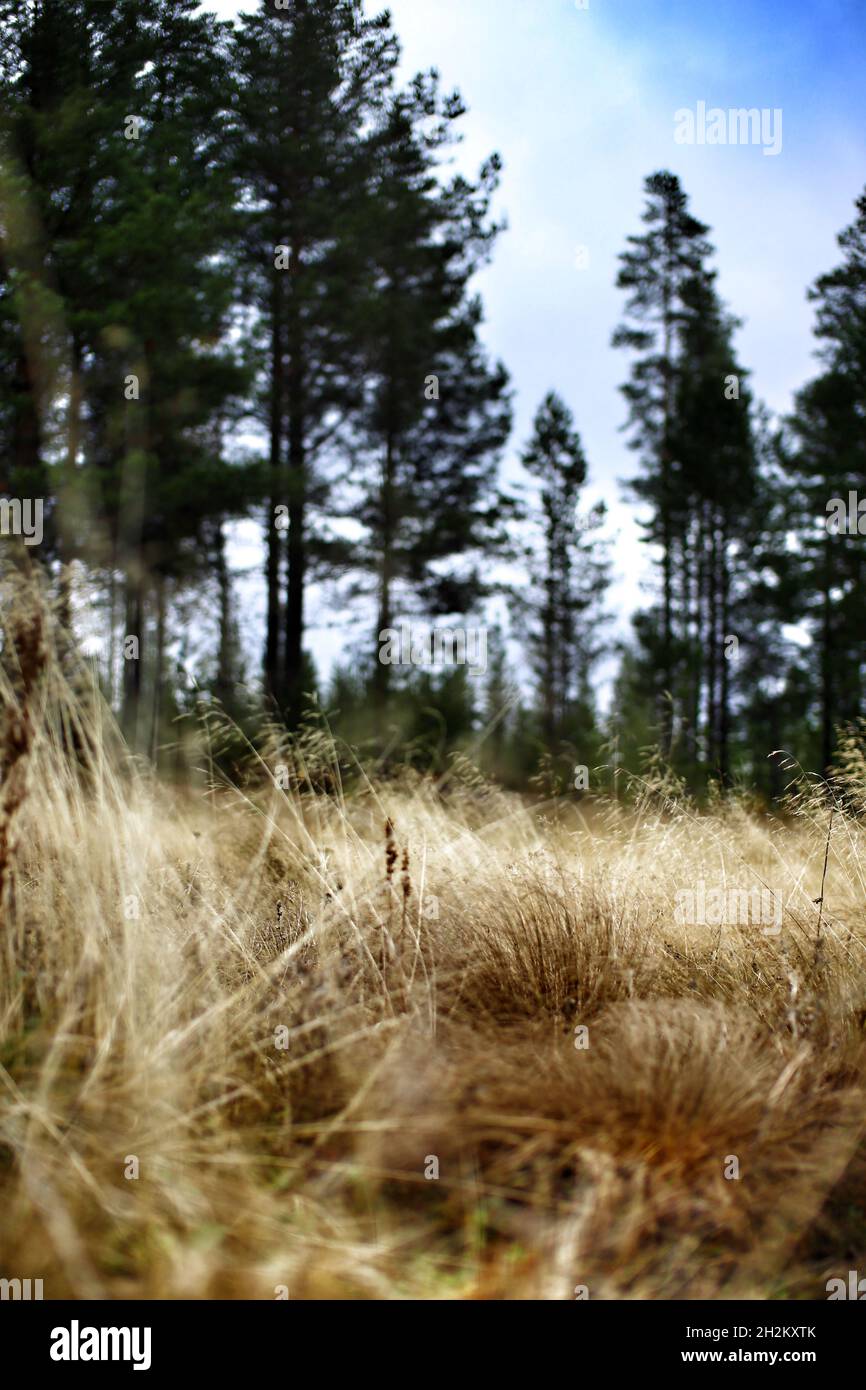 Low perspective shot dry hi-res stock photography and images - Alamy