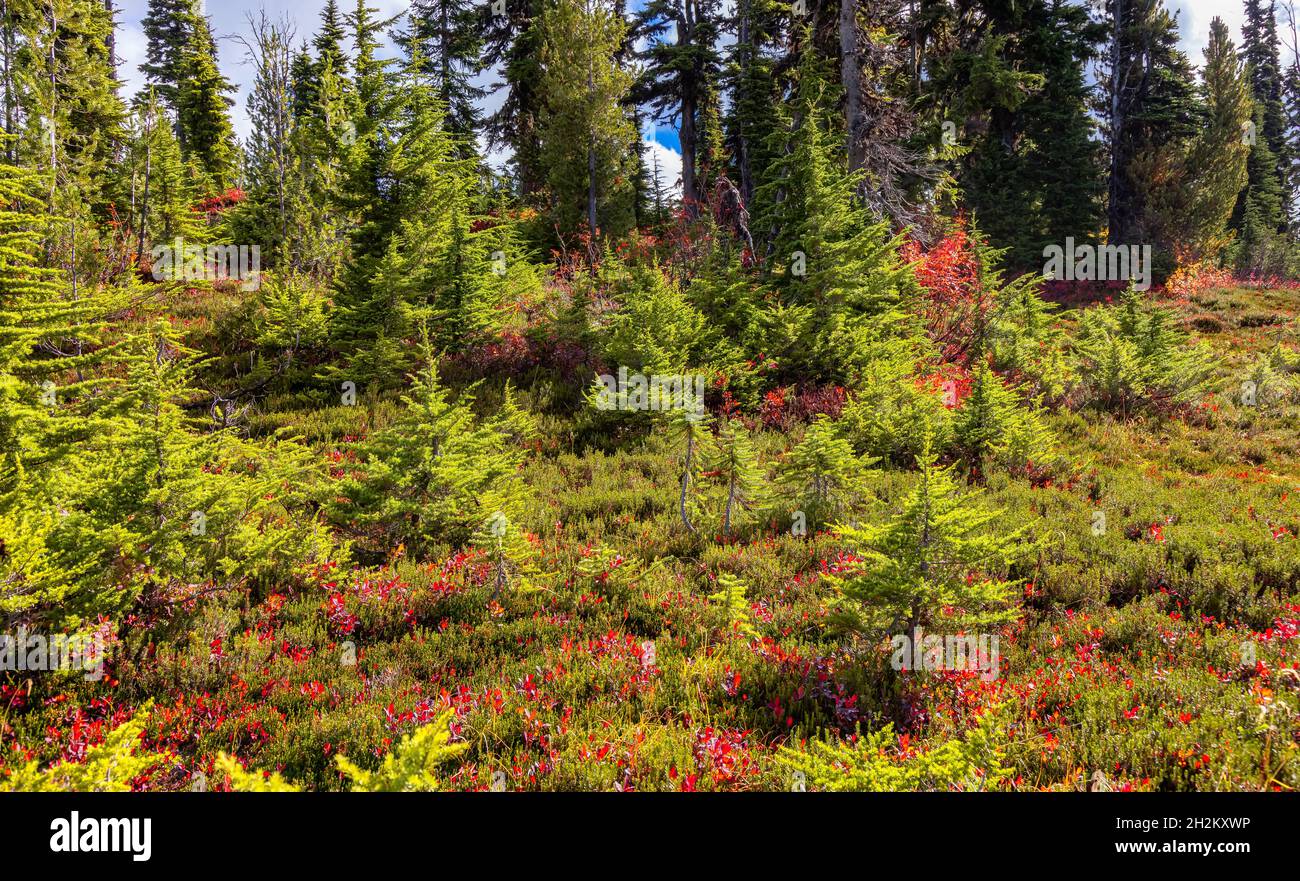 Trees and Wild Flowers in Canadian nature Stock Photo - Alamy