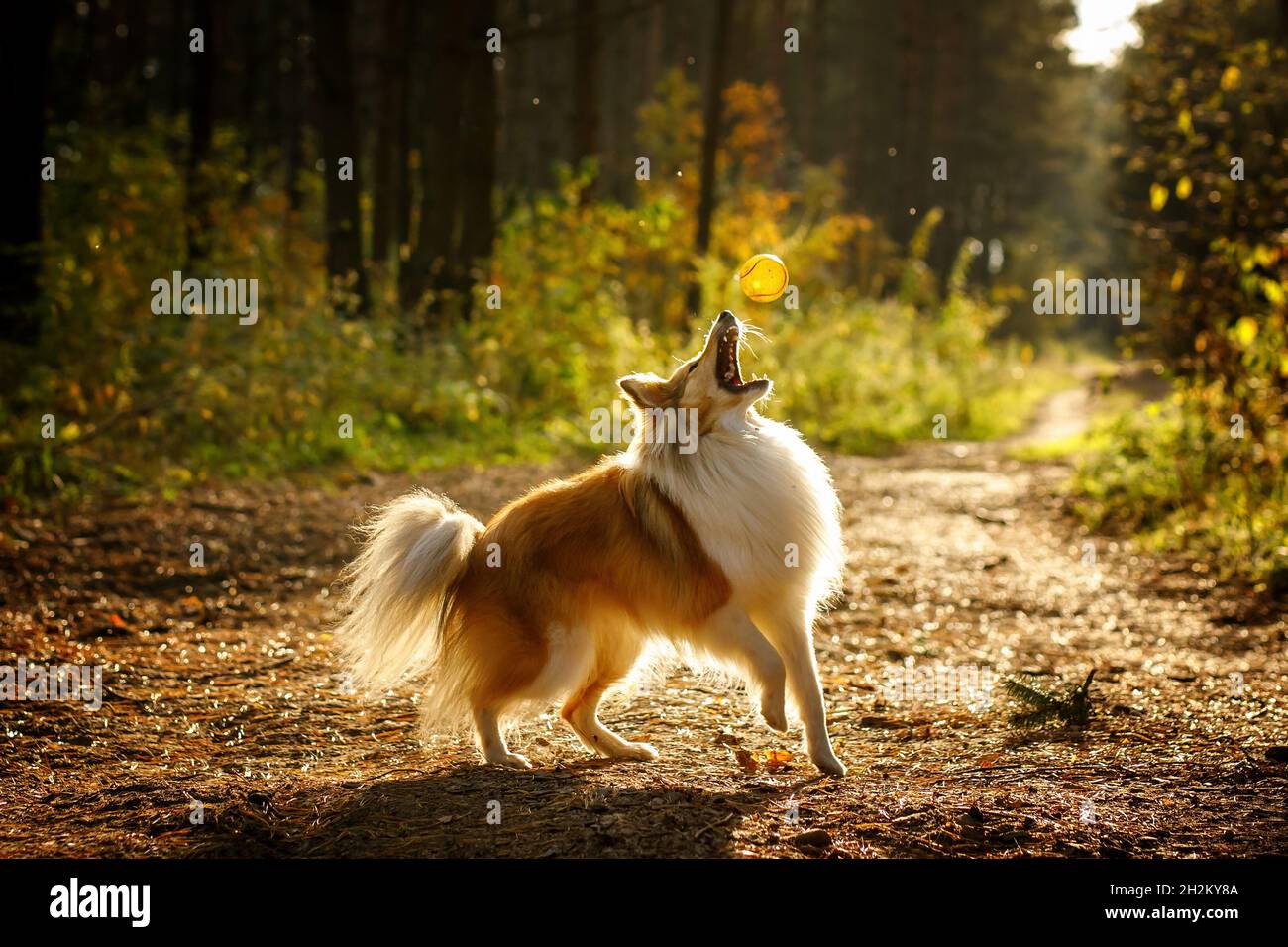Ginger sheltie dog in a park playing with a ball Stock Photo - Alamy