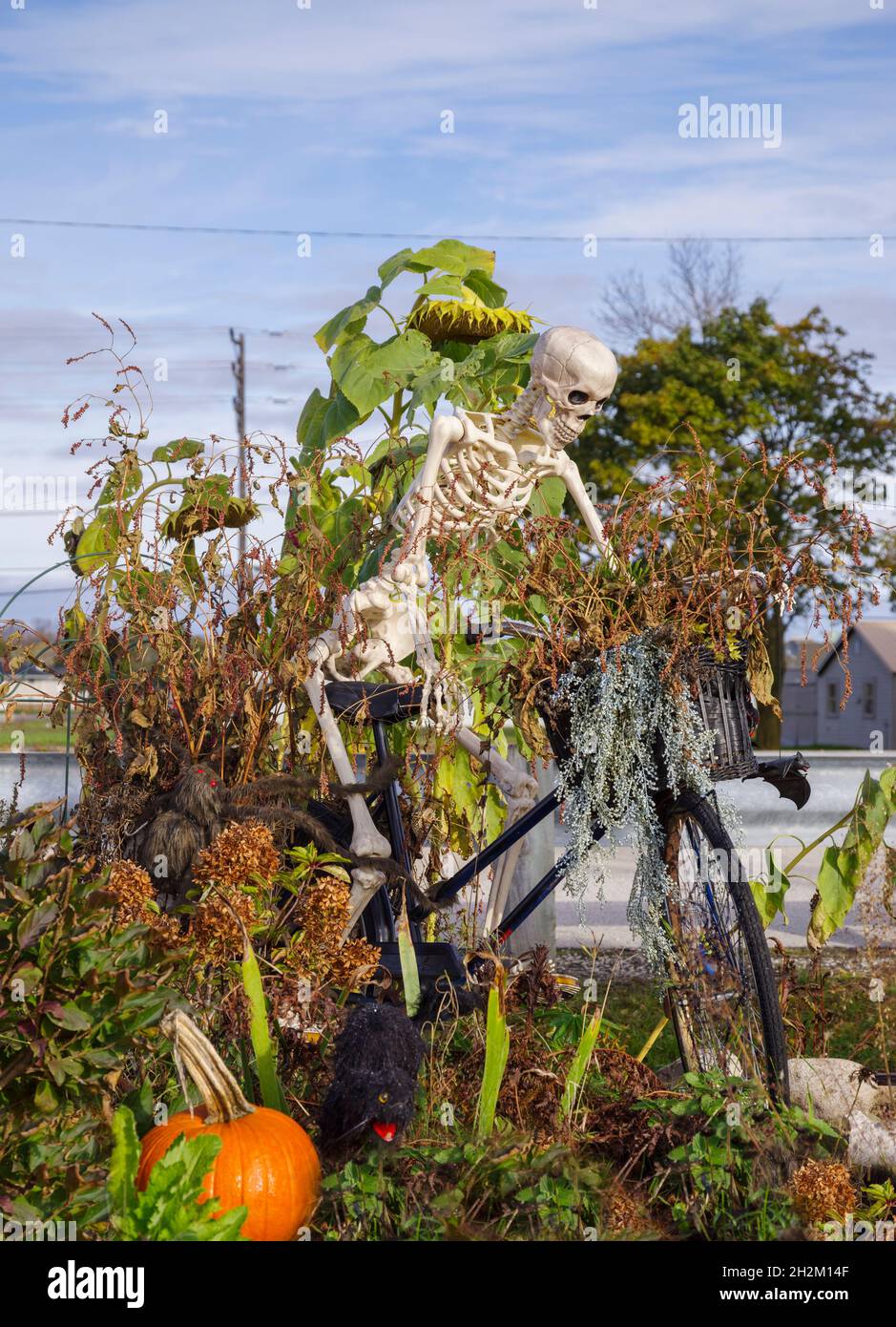 Skeleton riding hi-res stock photography and images - Alamy