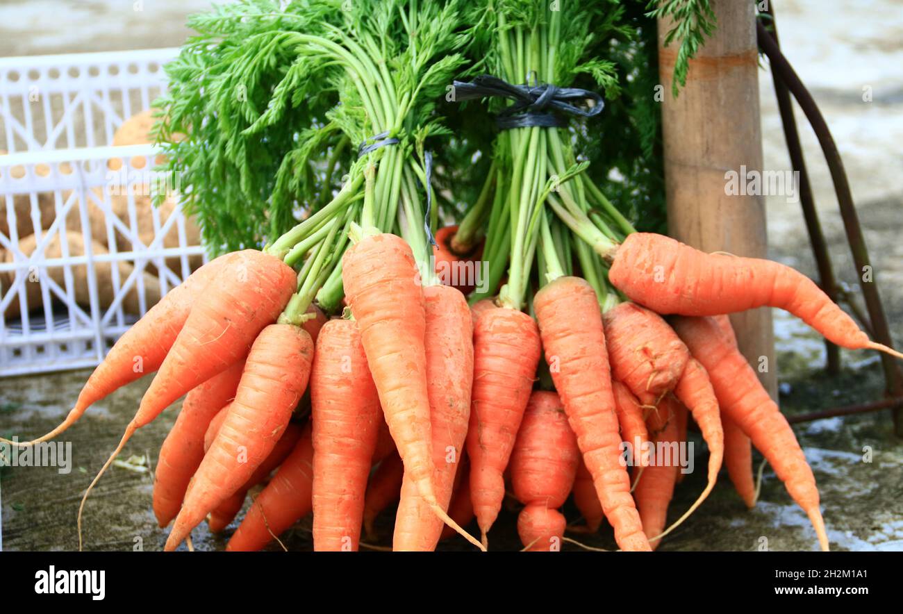 Bunch carrots green leaves hi-res stock photography and images - Alamy