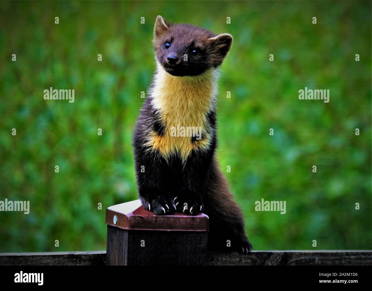Lone pine marten on a wooden surface against a blurry green background ...