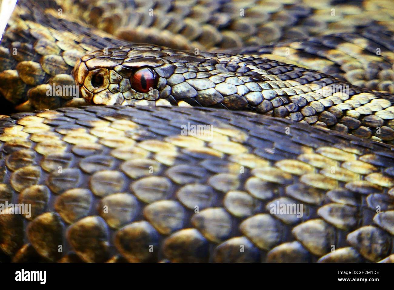 Viper grass hi-res stock photography and images - Alamy