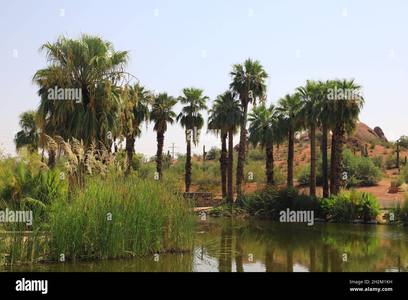 Oasis in the desert Stock Photo - Alamy