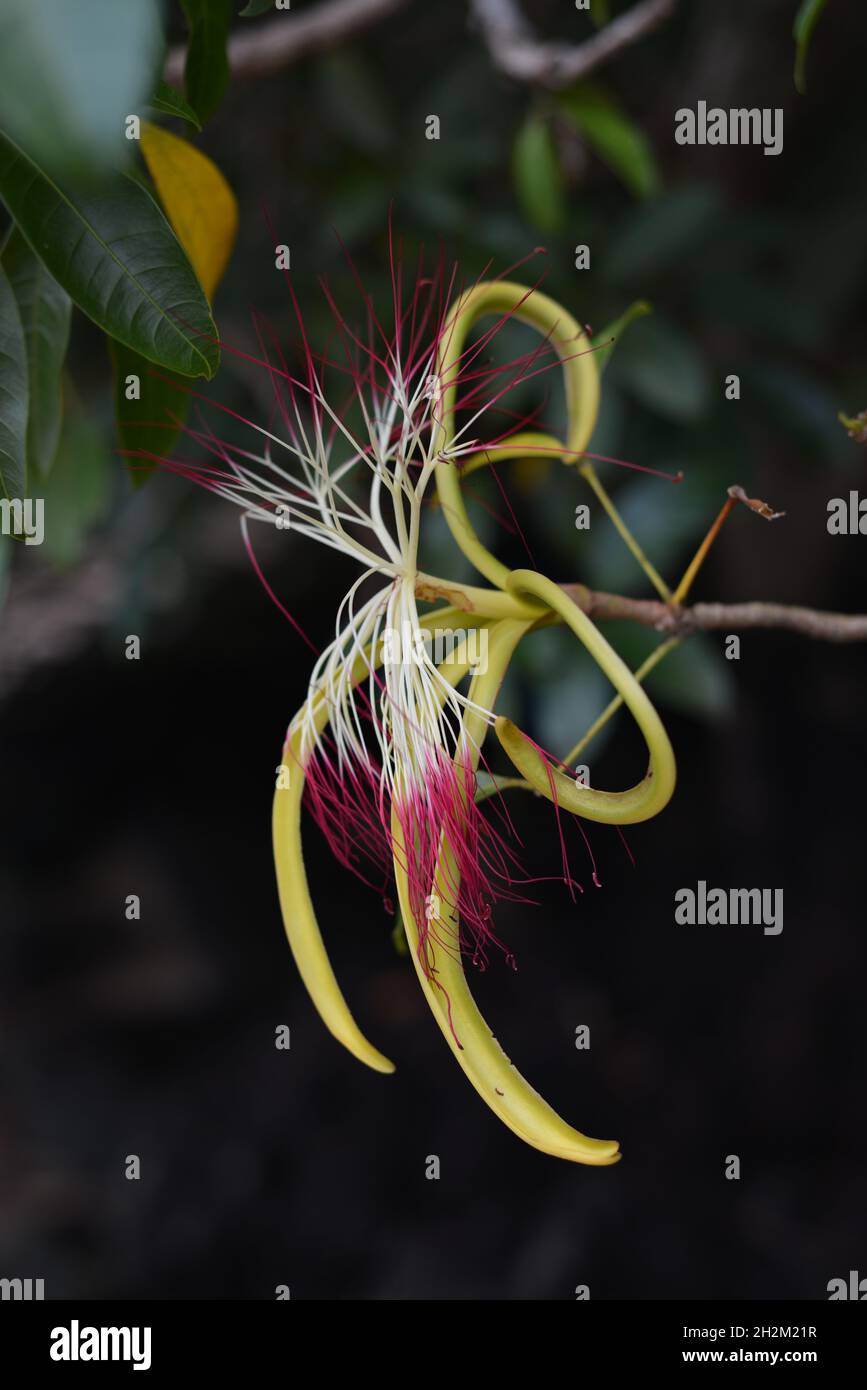 Munguba Flower (Pachira Aquatica) found at Caripi beach, on the banks ...