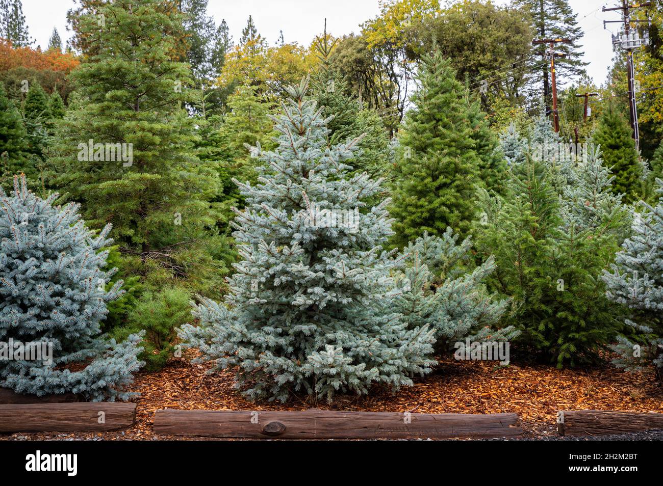 Foothills pine hi-res stock photography and images - Alamy