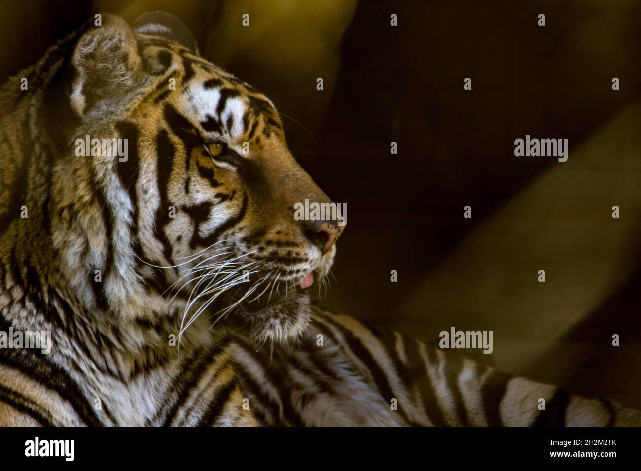 Resting fierce-looking tiger against a dark blurry background Stock ...