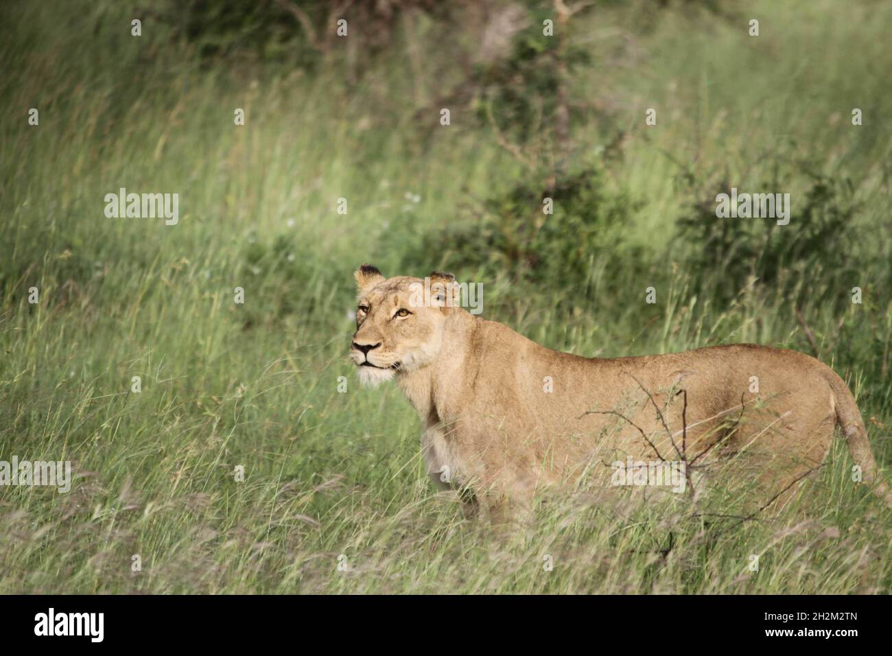 Female lion on grasses in the wild Stock Photo - Alamy