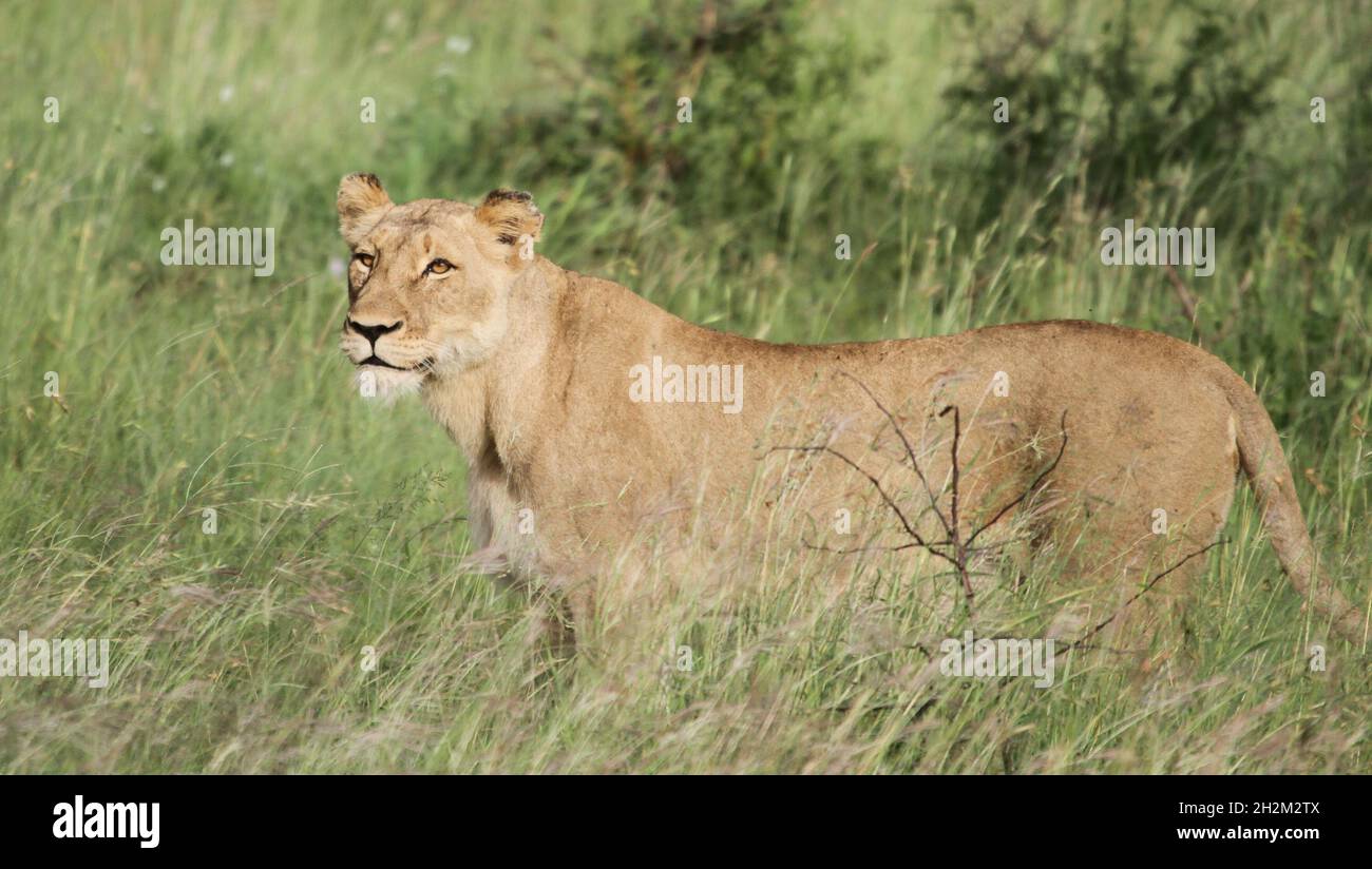 Female animal wild lion hi-res stock photography and images - Alamy