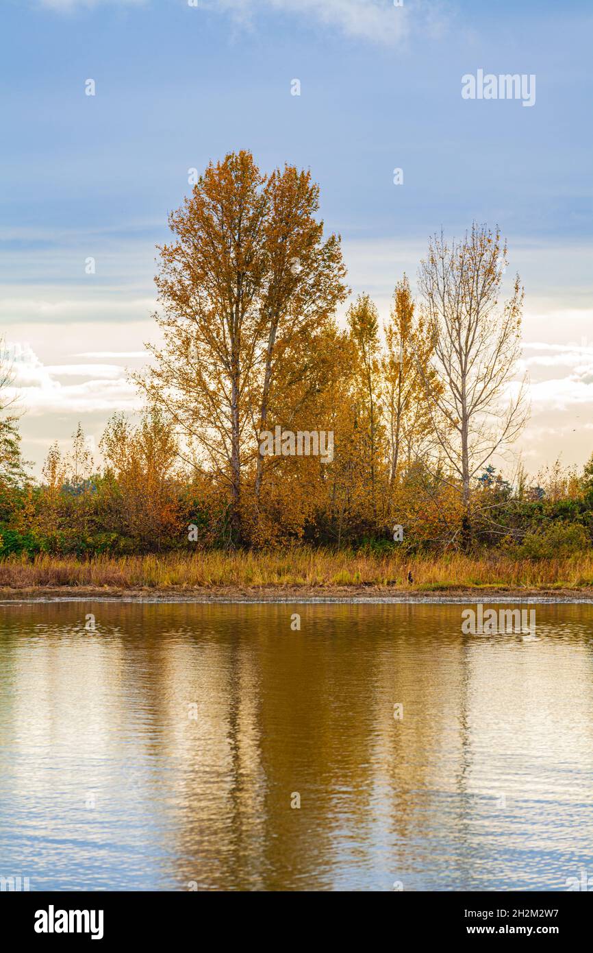 Trees of Shady Island in Fall colours seen from the Steveston ...