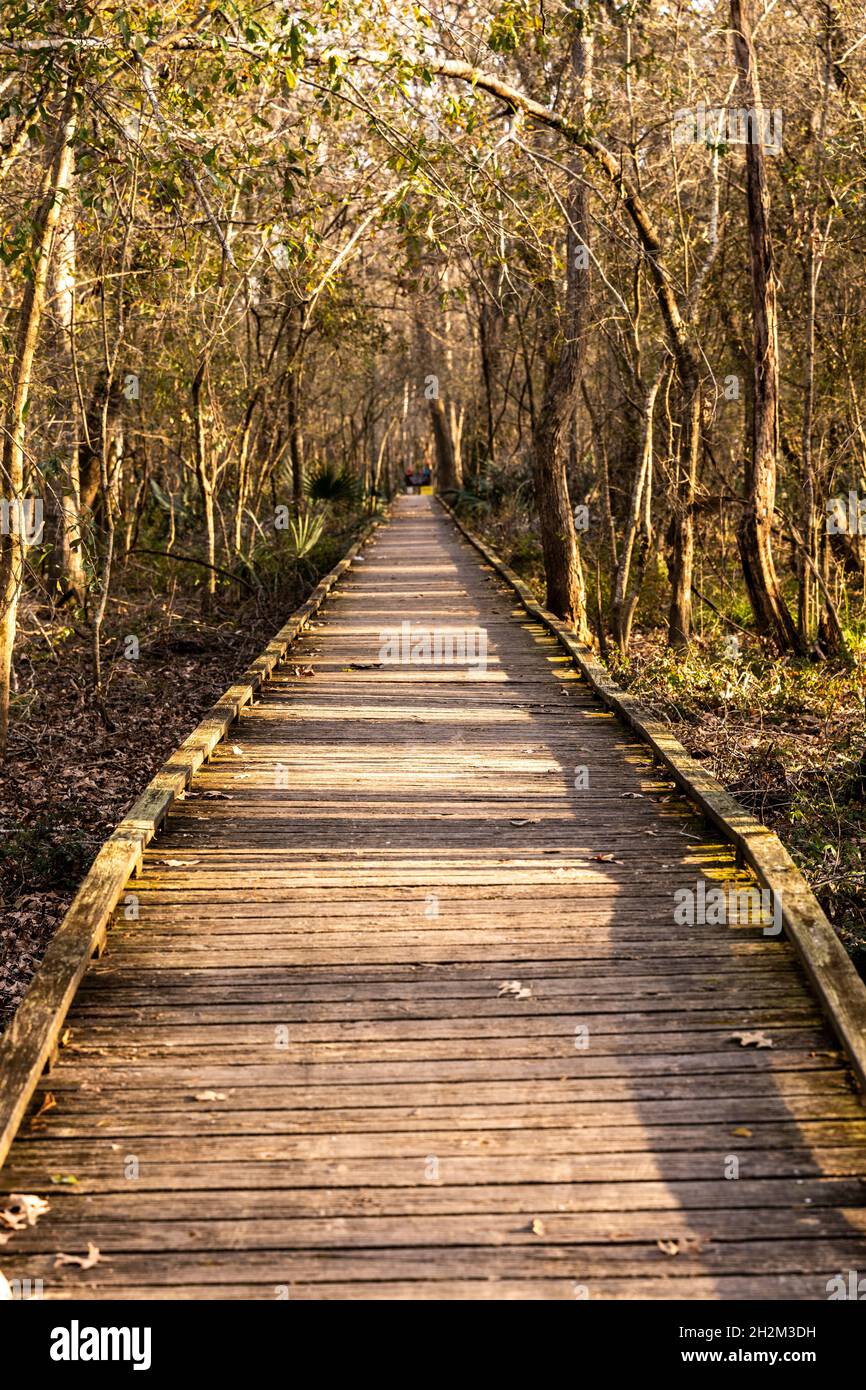 Long Boardwalk Through Swamp in Louisians Stock Photo - Alamy