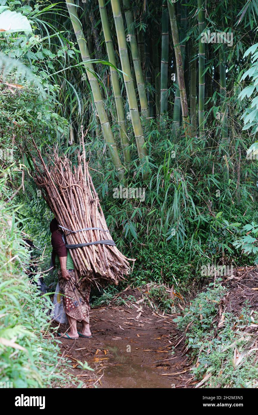 Old woman carrying wood on hi-res stock photography and images - Alamy