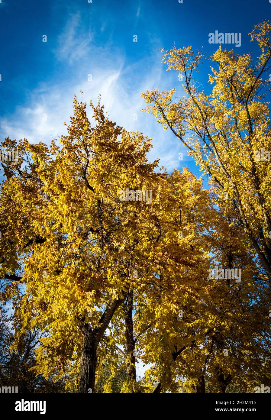 Treeline with brilliant autumn colors Stock Photo - Alamy