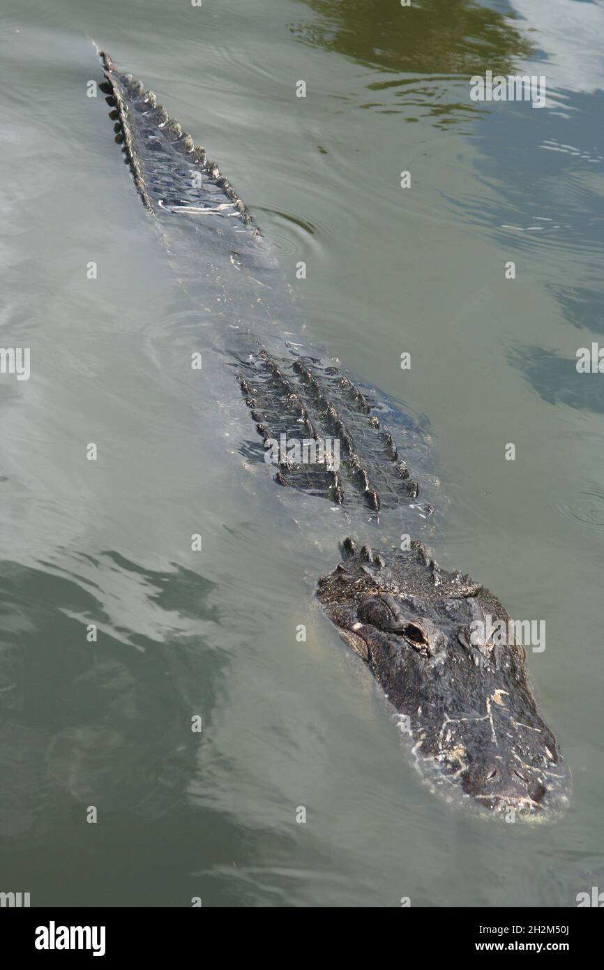 Partially submerged wild alligator in the Florida Everglades Stock ...