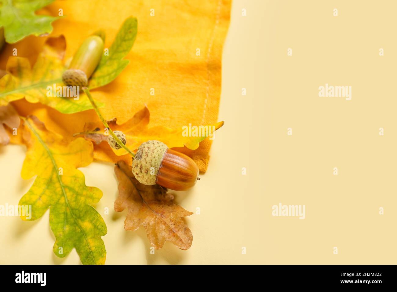 Oak tree branch with leaves and acorns on color background Stock Photo ...