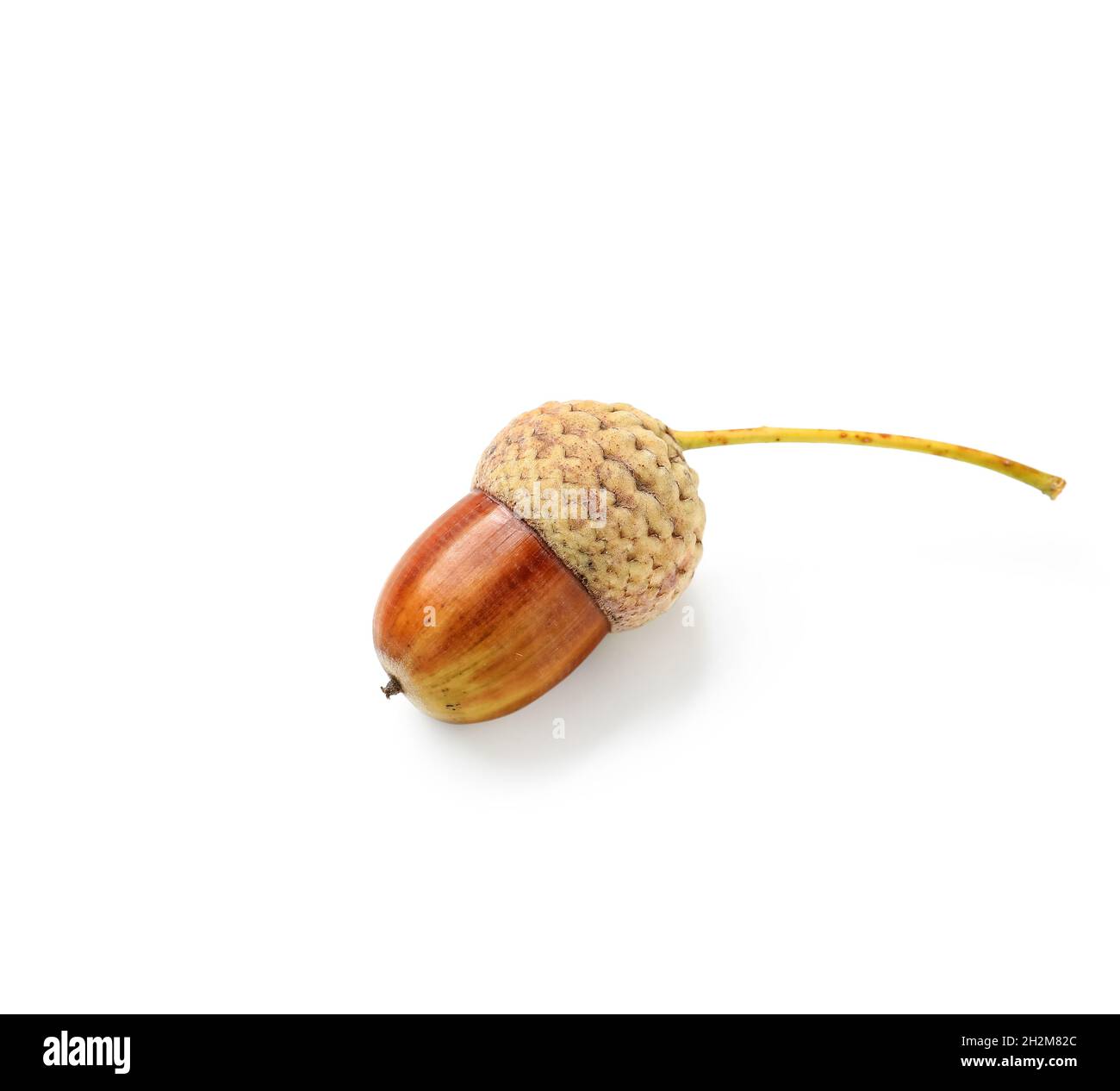 Brown oak acorn on white background Stock Photo - Alamy