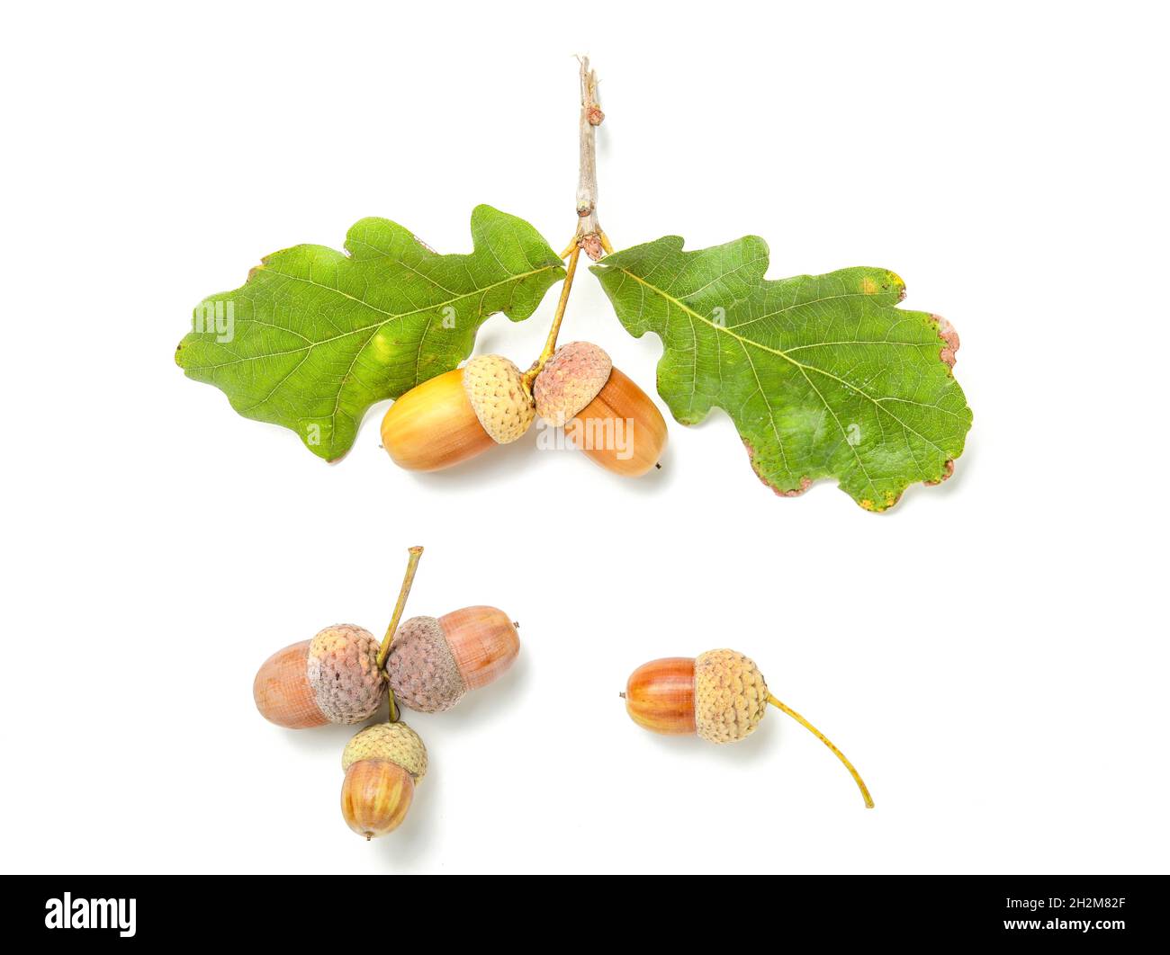 Oak tree branch with leaves and acorns on white background Stock Photo ...