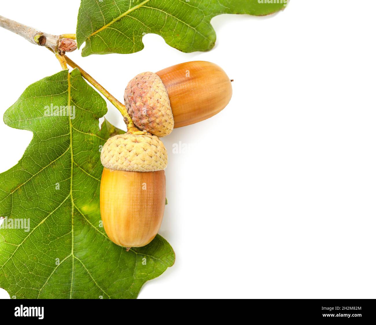 Branch with oak acorns and leaves on white background, closeup Stock ...