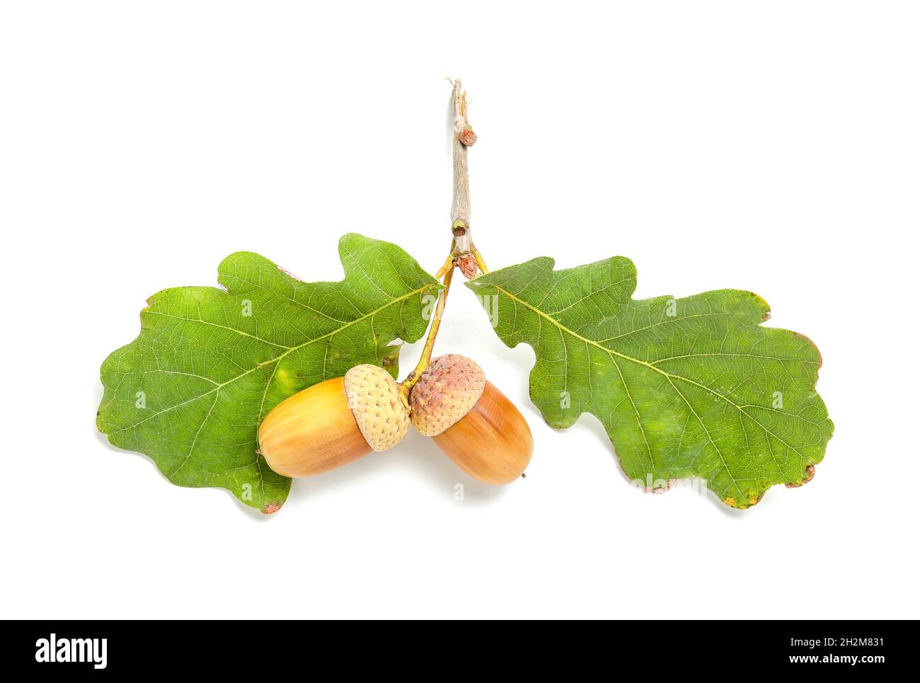 Branch with oak acorns and leaves on white background Stock Photo - Alamy