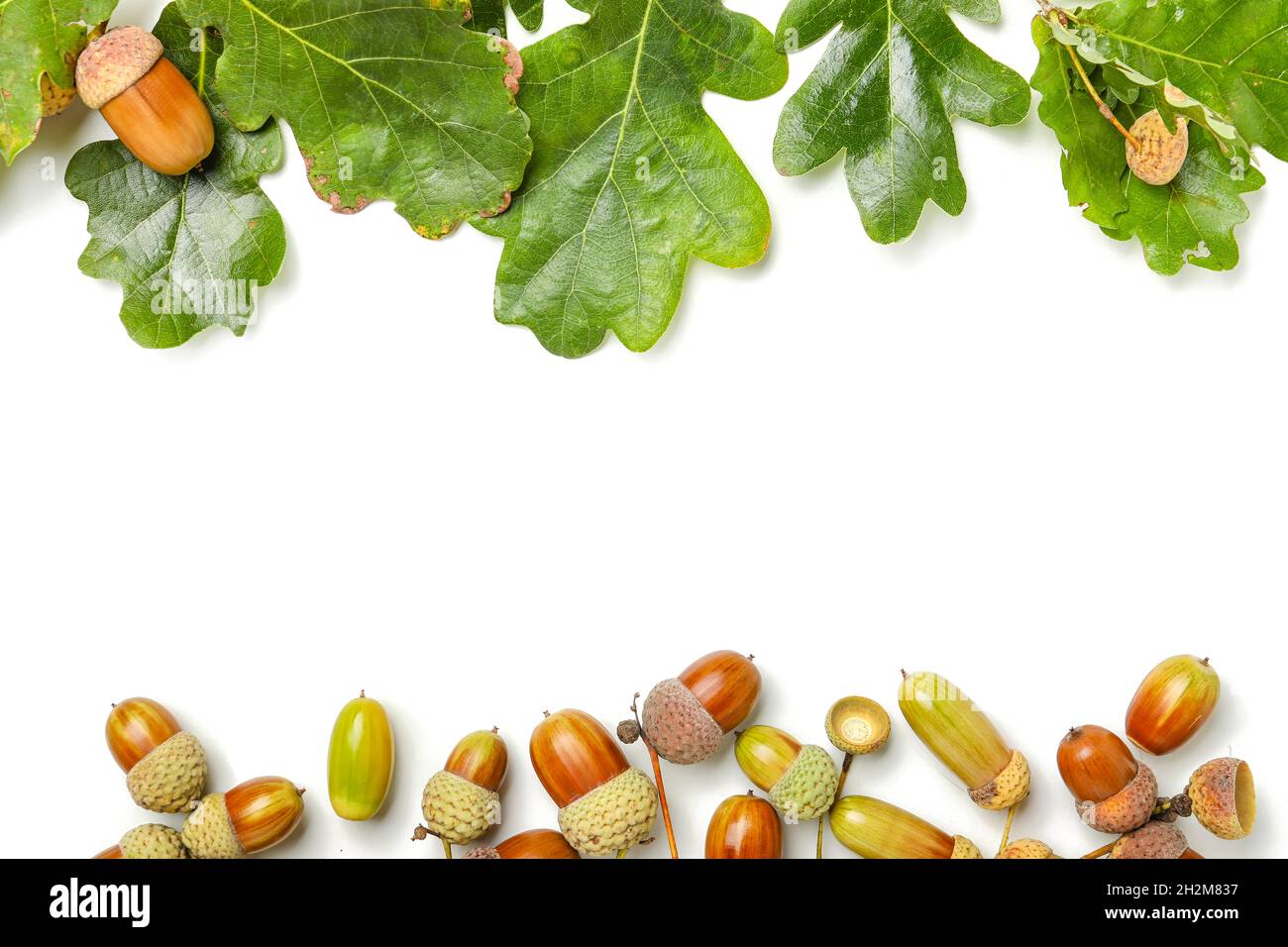 Oak tree leaves and acorns on white background Stock Photo - Alamy