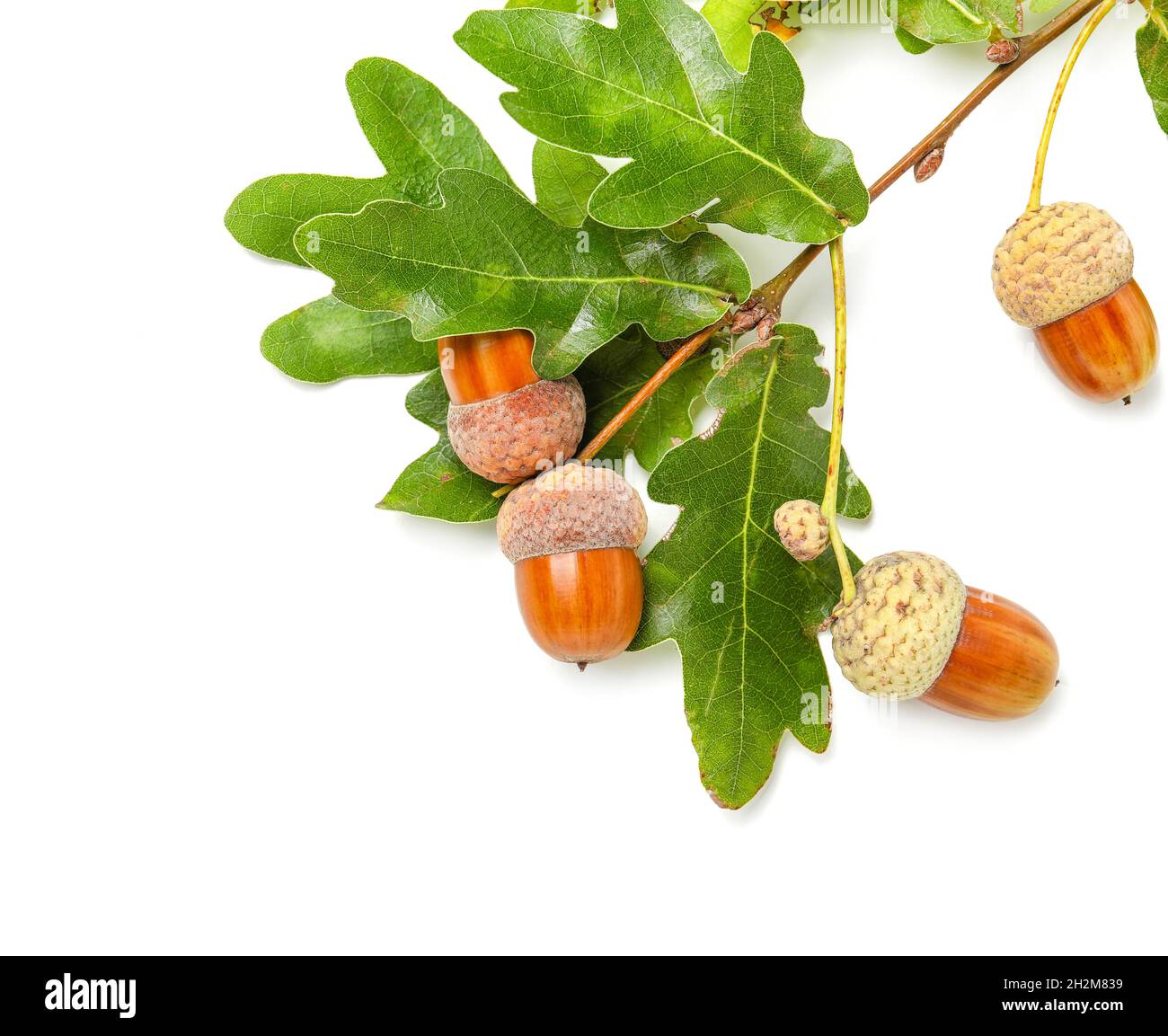 Oak tree branch with acorns and green leaves on white background ...