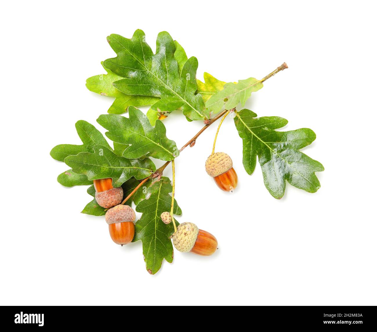 Oak tree branch with acorns and green leaves on white background Stock ...