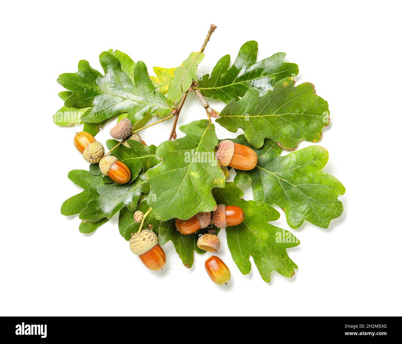 Branch with green oak tree leaves and acorns on white background Stock ...