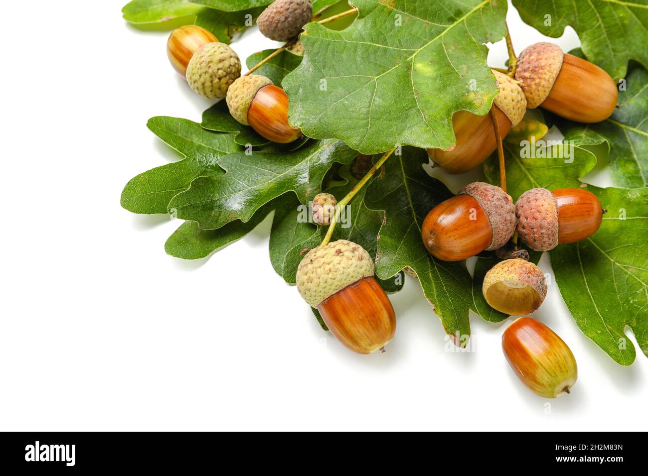Branch with green oak tree leaves and acorns on white background ...