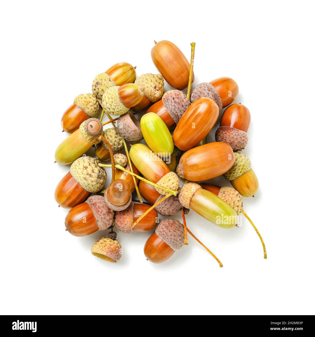 Pile of acorns on white background Stock Photo - Alamy