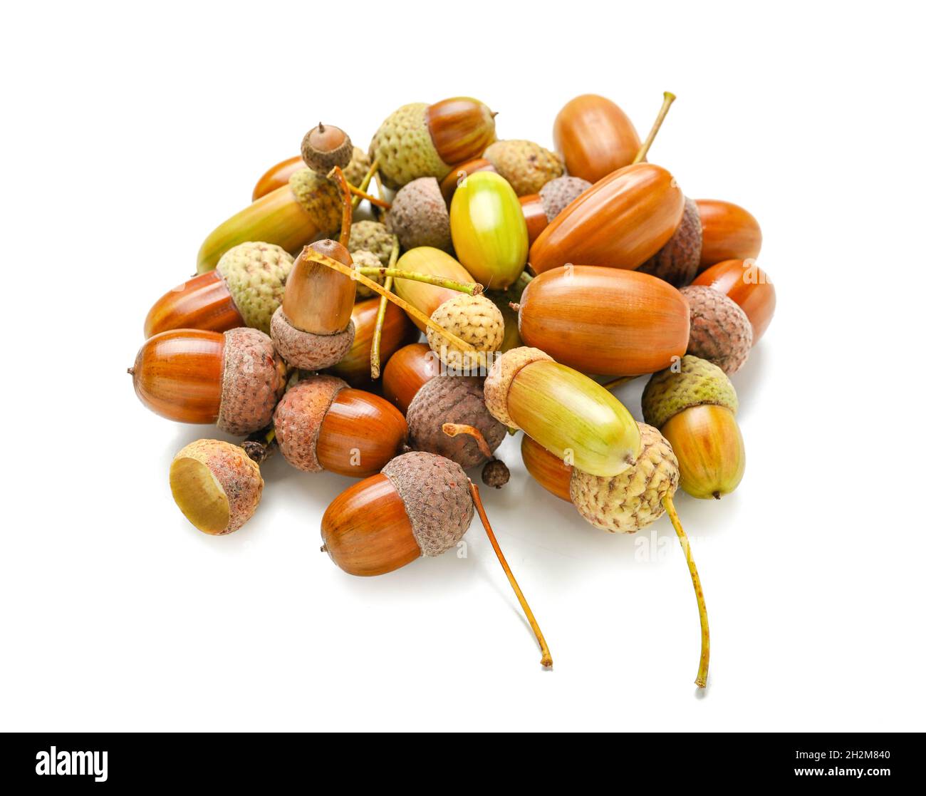 Pile of acorns on white background Stock Photo - Alamy