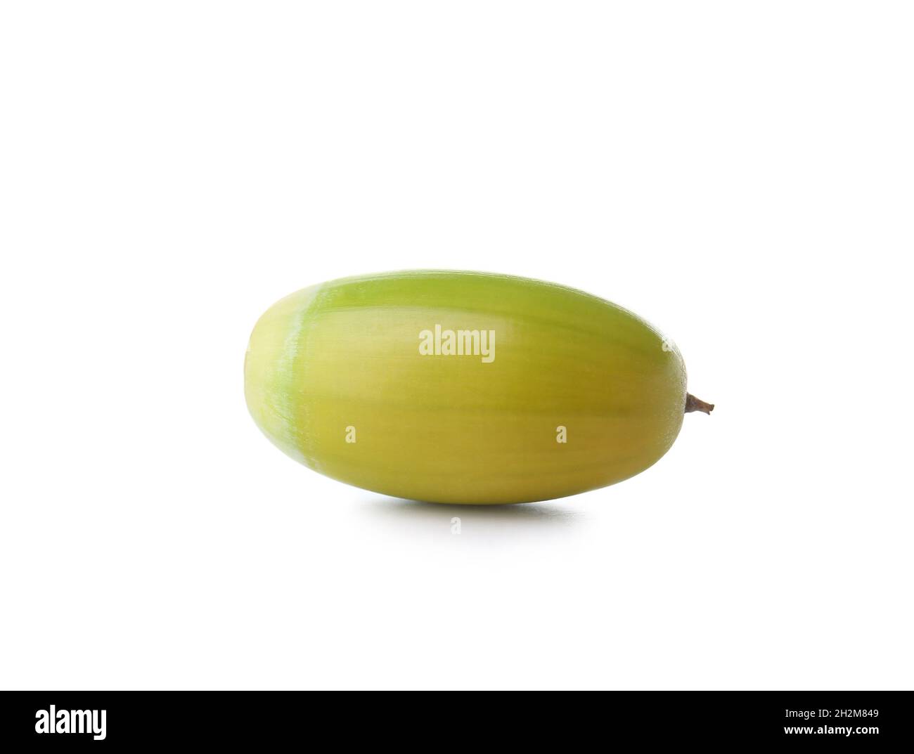 Green acorn without cap on white background Stock Photo - Alamy