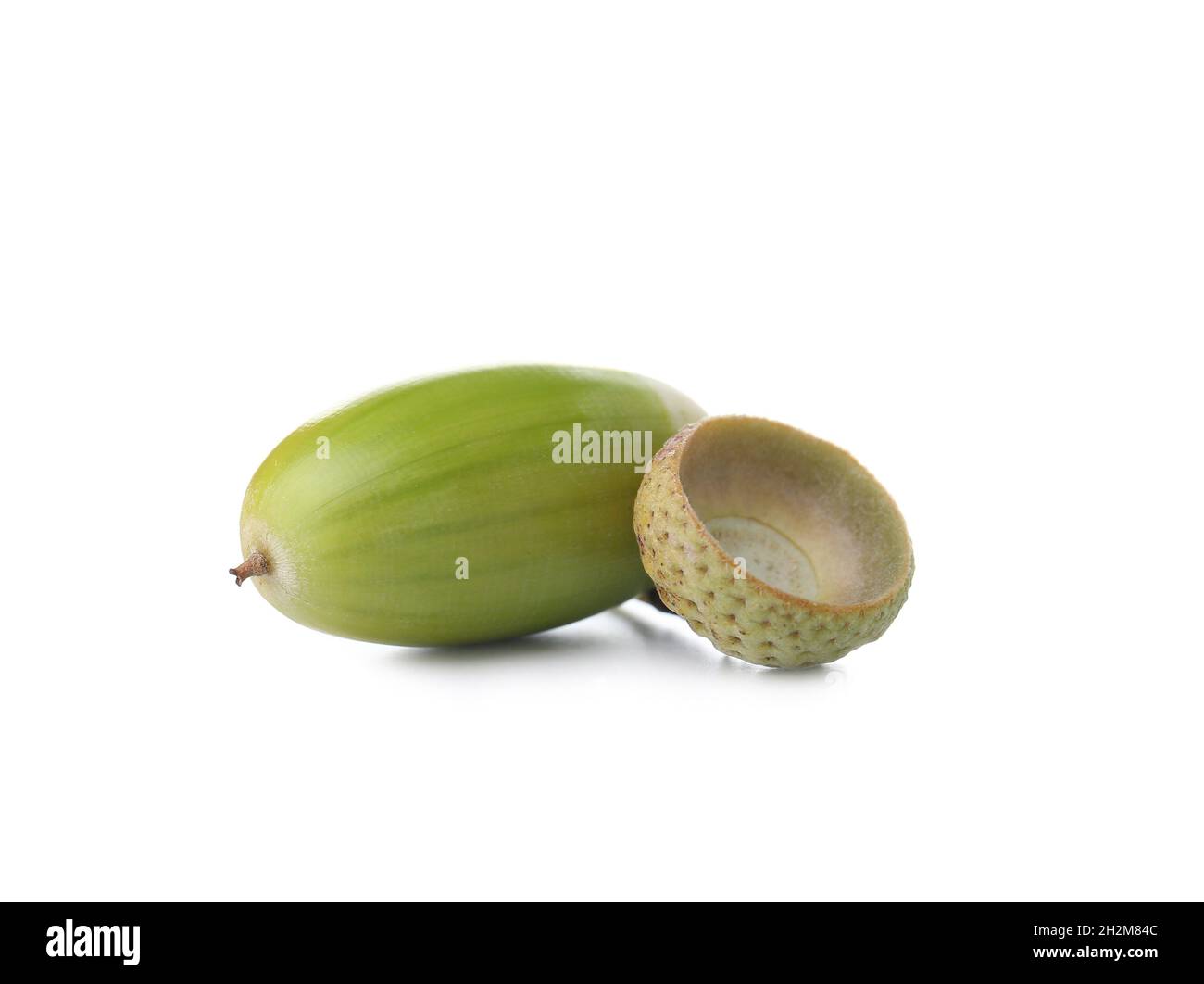 Green acorn on white background Stock Photo - Alamy