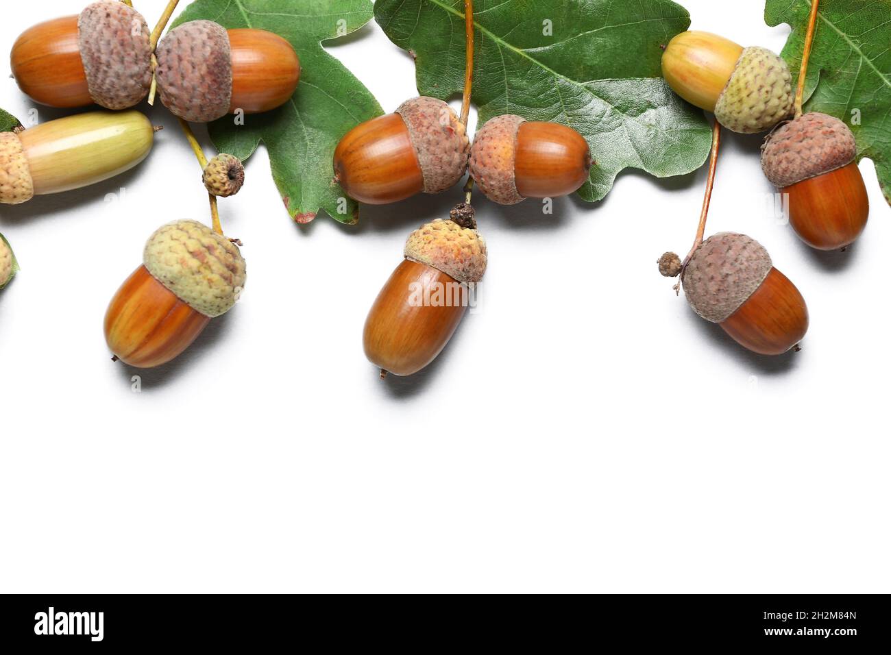 Oak tree leaves and acorns on white background, closeup Stock Photo - Alamy