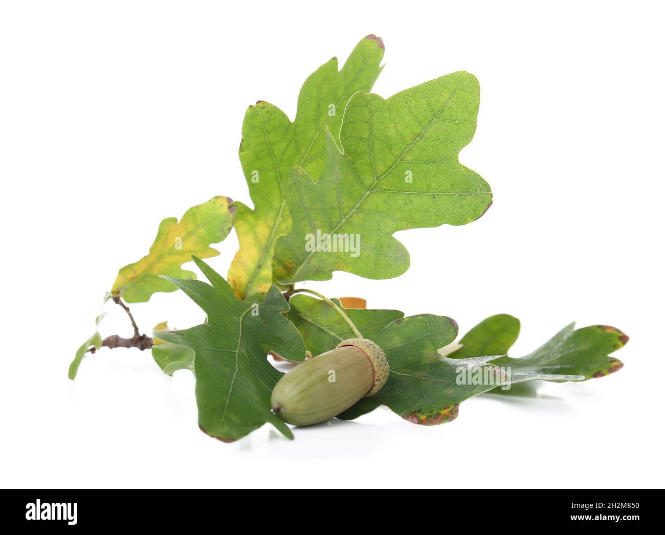 Oak tree branch with leaves and acorn on white background Stock Photo ...
