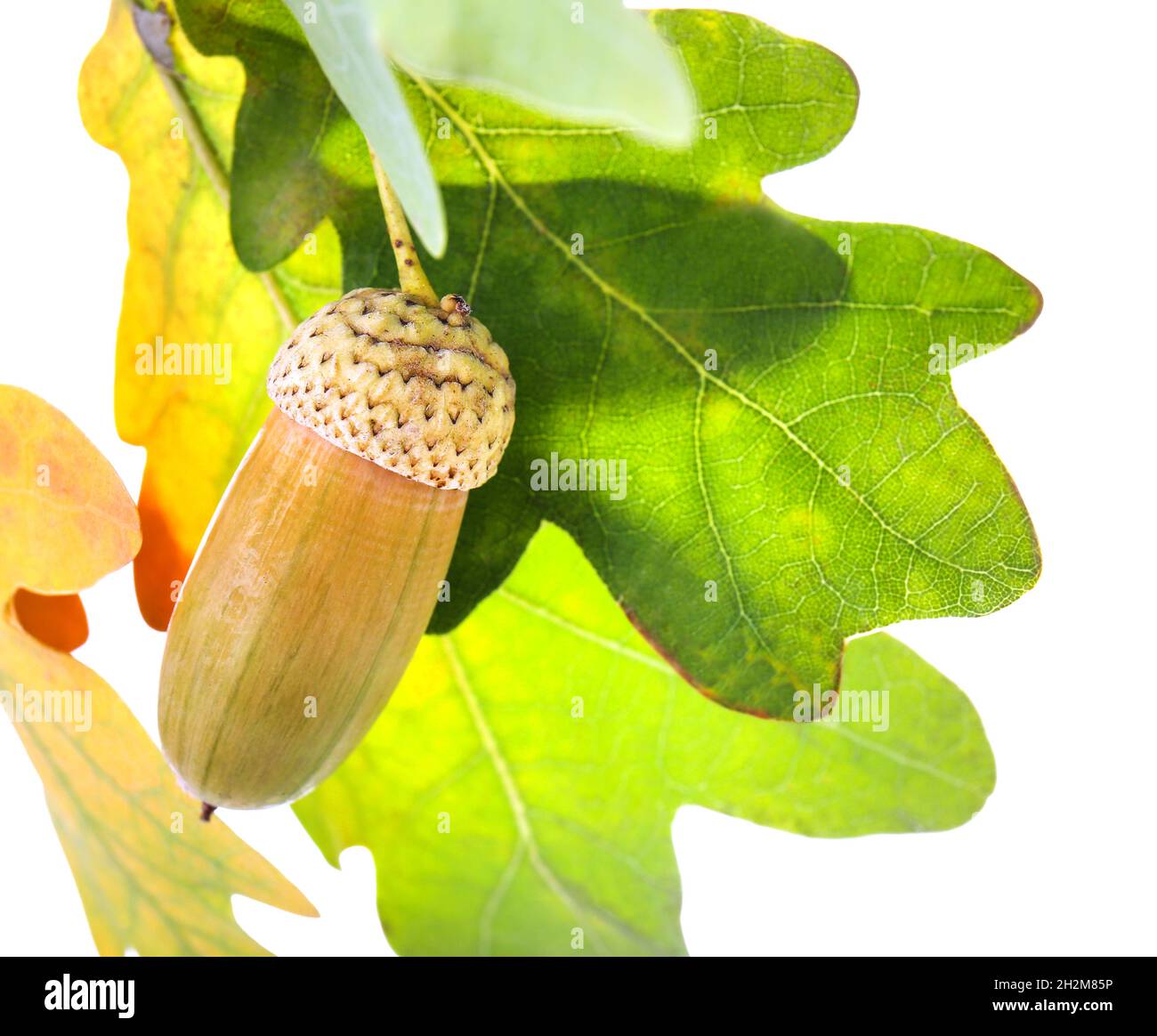 Oak tree branch with green leaves and acorn on white background ...