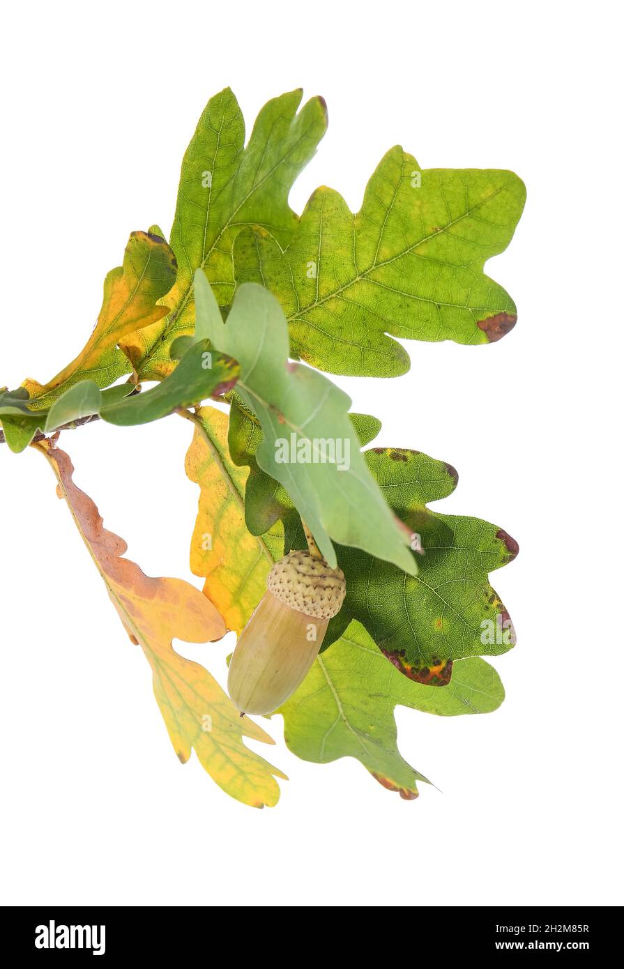Oak tree branch with green leaves and acorn on white background Stock ...
