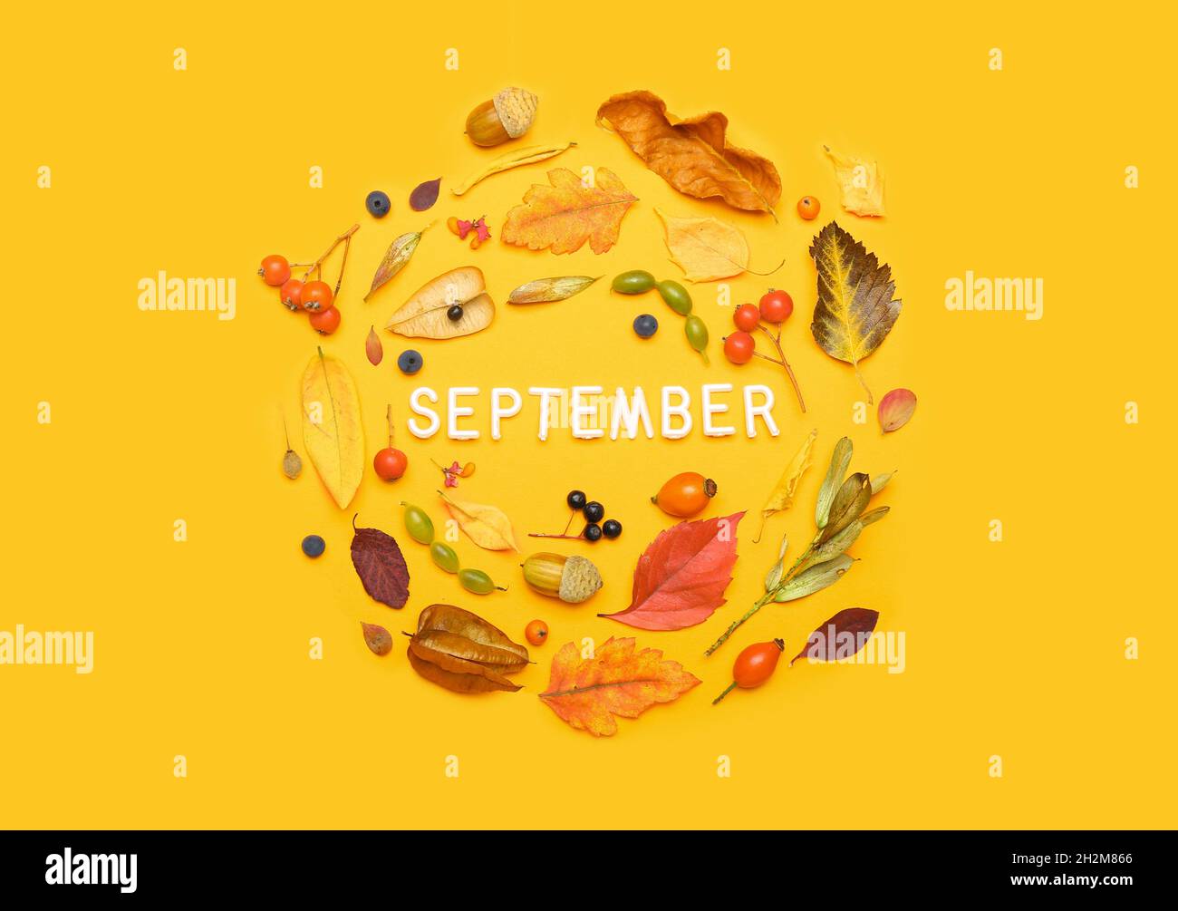 Frame made of forest decor and word SEPTEMBER on color background Stock ...