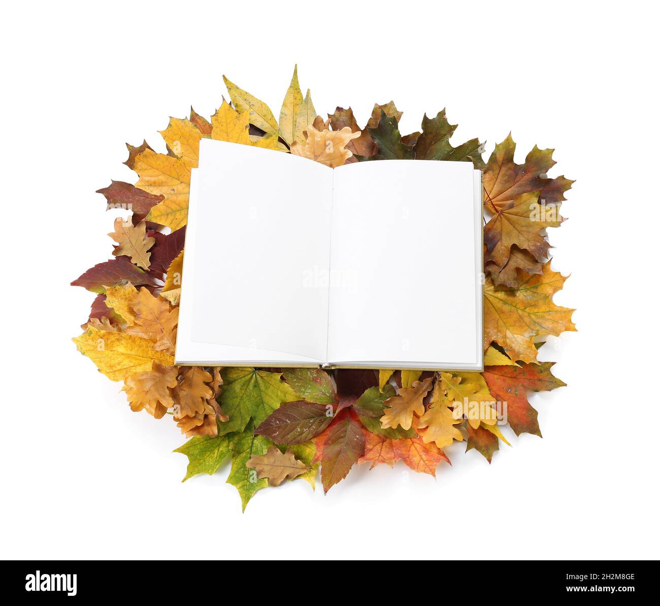 Composition with blank open book and autumn leaves on white background ...