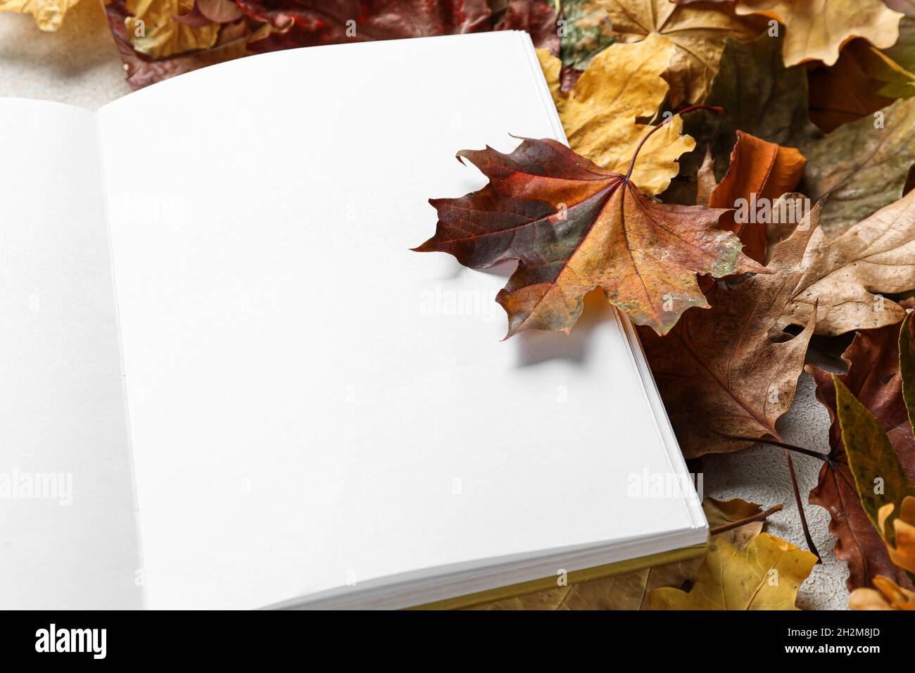 Blank open book autumn hi-res stock photography and images - Alamy