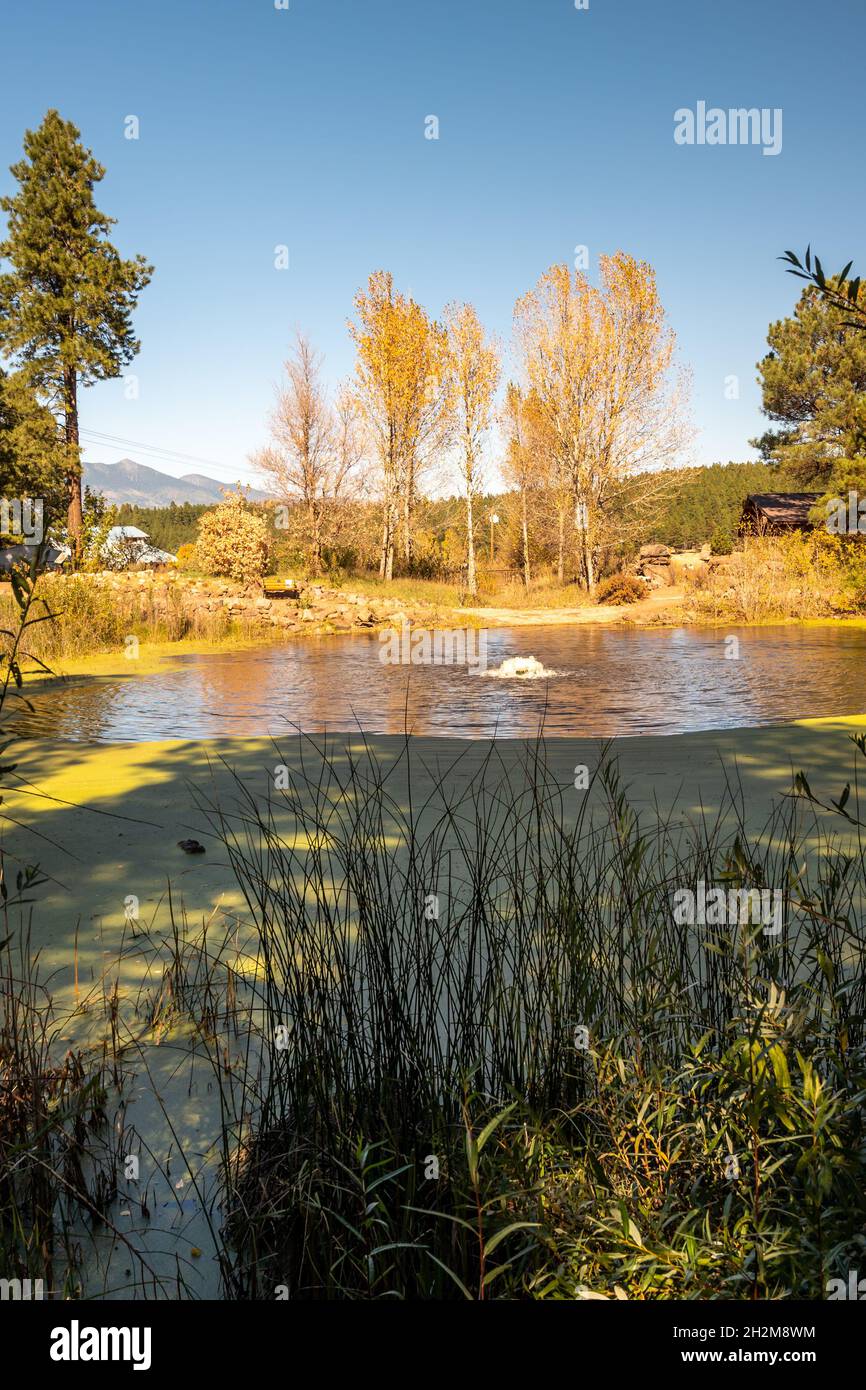 Willow Pond and aspen trees in fall colors at the Flagstaff arboretum ...