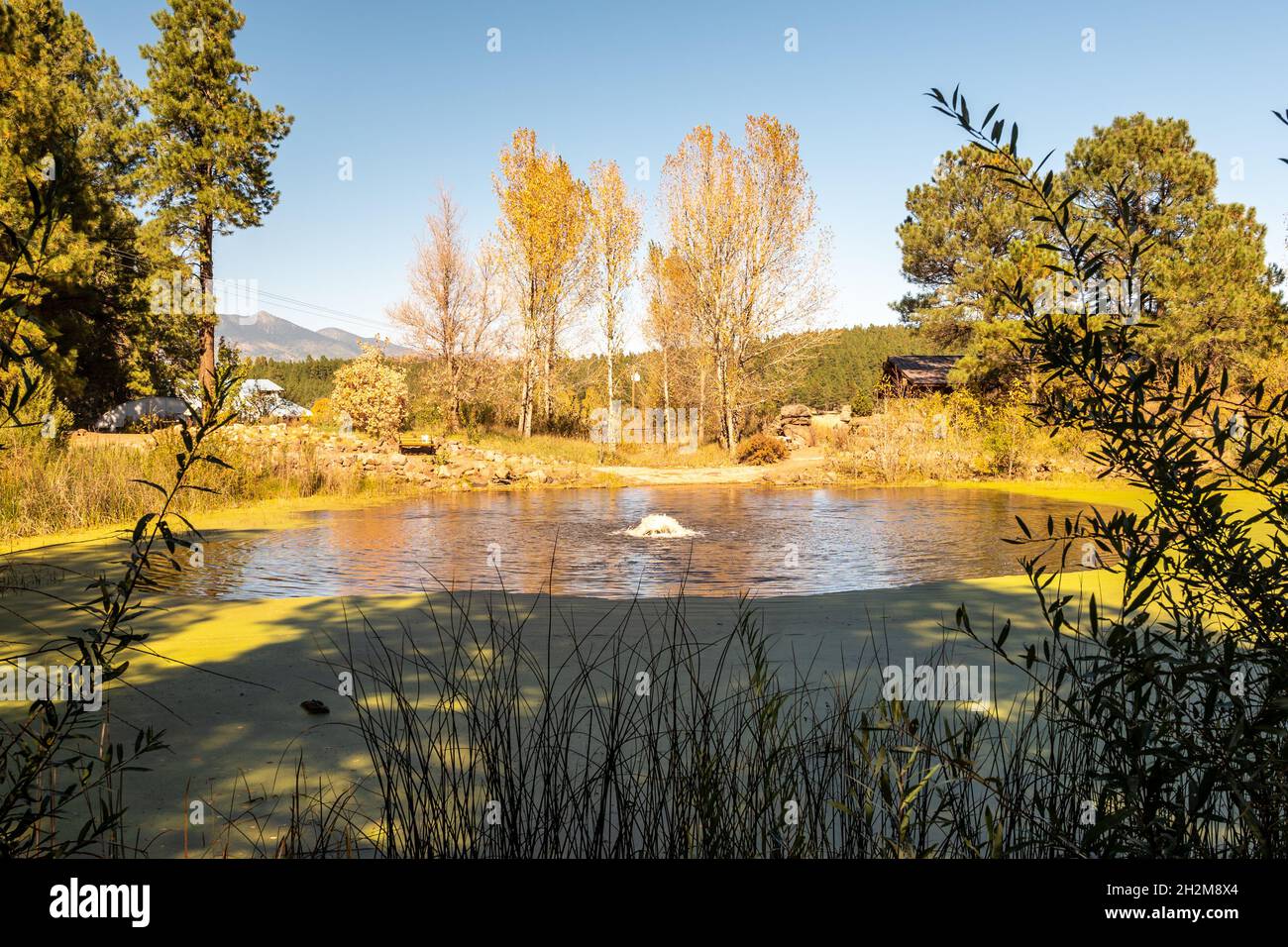 Willow Pond and aspen trees in fall colors at the Flagstaff arboretum ...