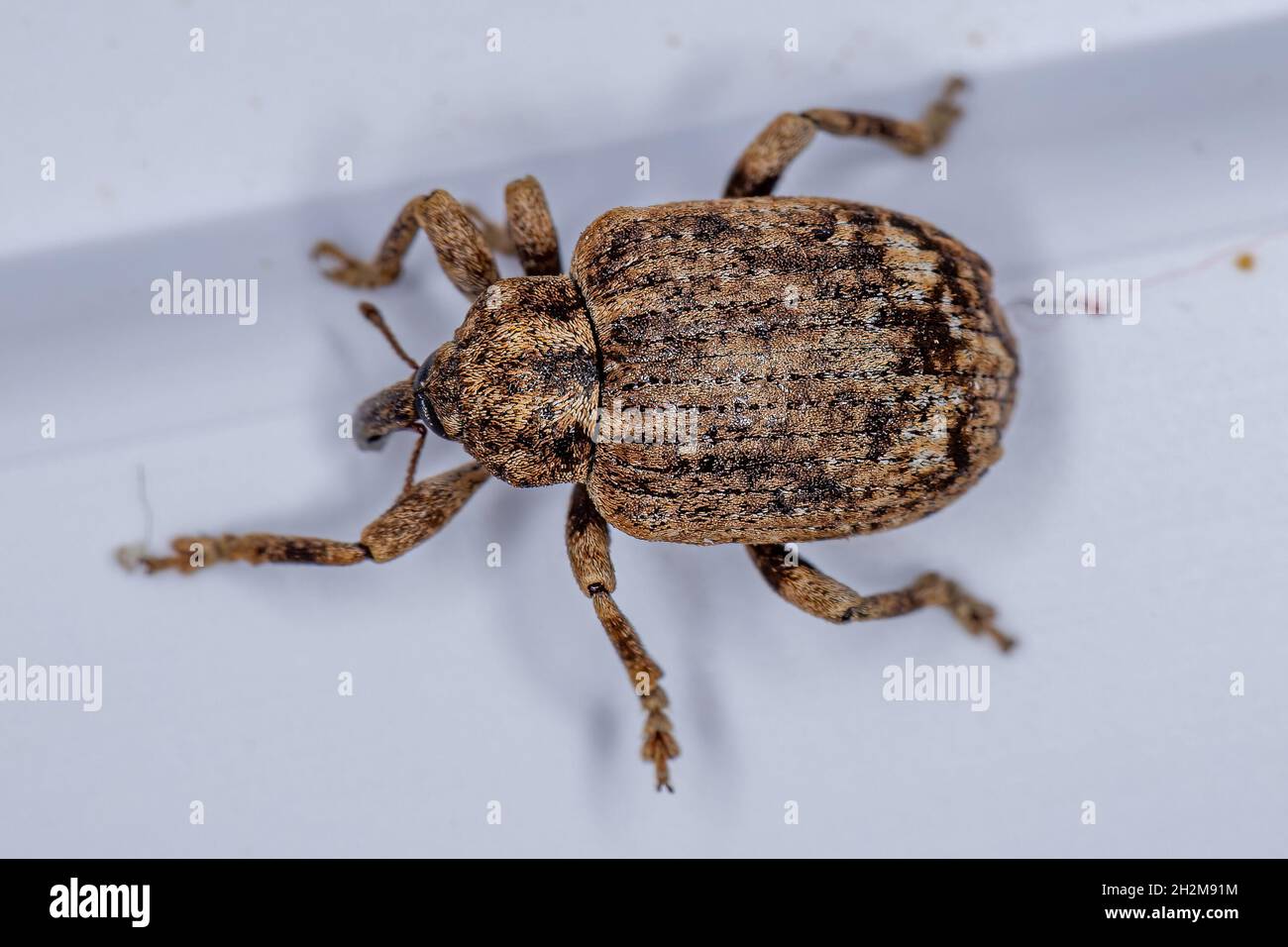 Adult True Weevil of the Family Curculionidae Stock Photo - Alamy