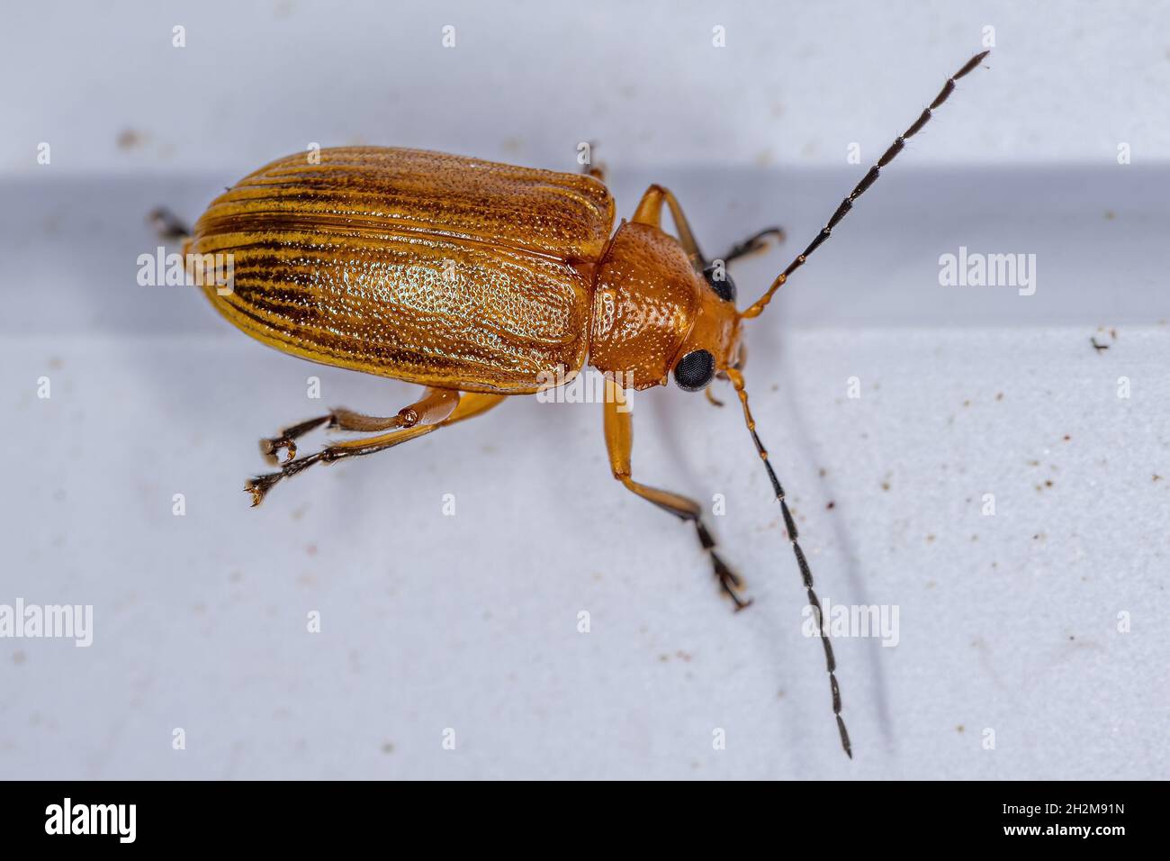 Adult Leaf Beetle of the Subfamily Eumolpinae Stock Photo - Alamy