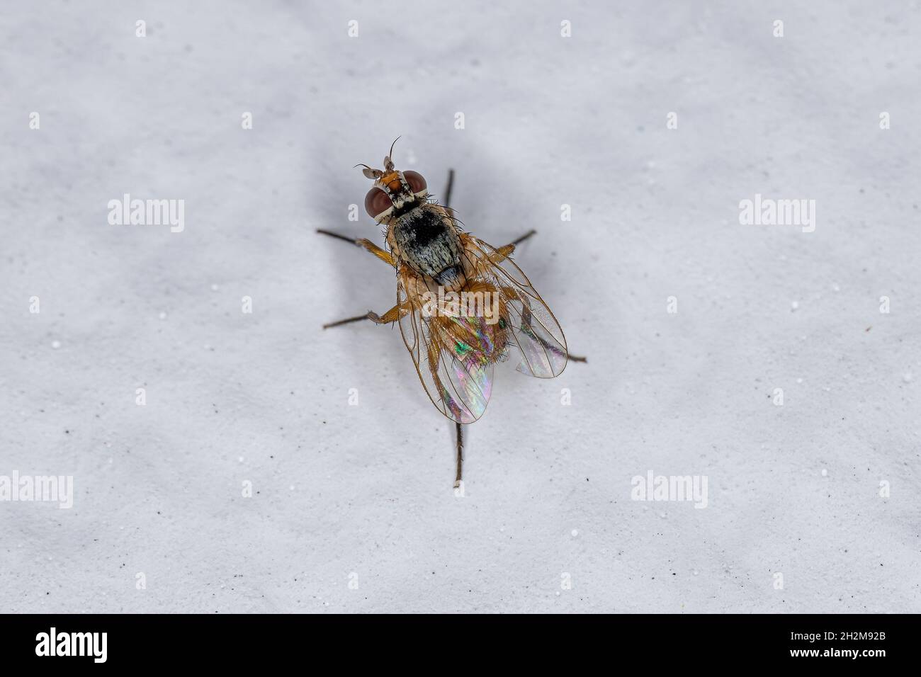 Adult House Fly of the Family Muscidae Stock Photo - Alamy