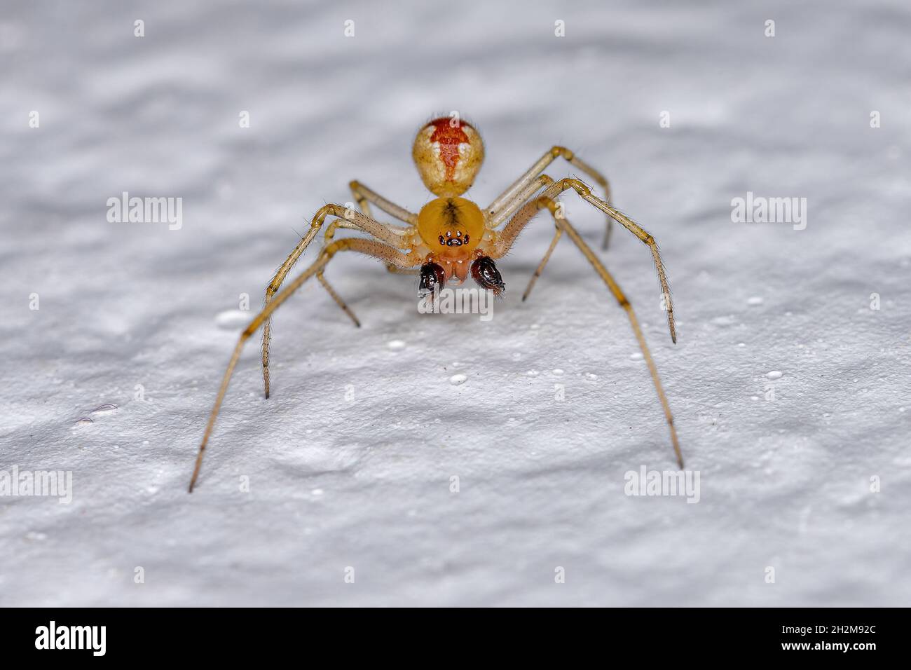 Adult Male Cobweb Spider of the Family Theridiidae Stock Photo - Alamy
