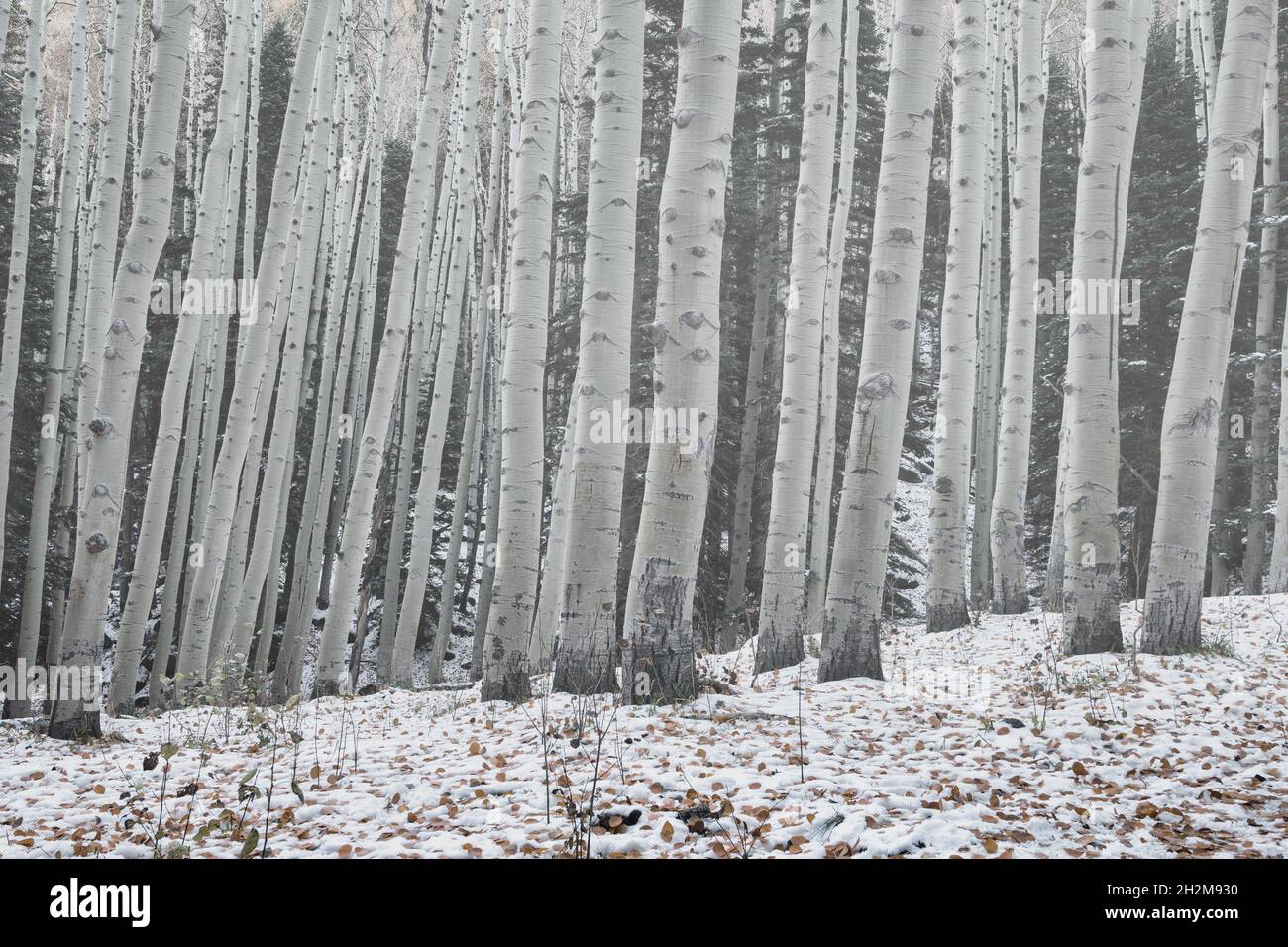 Beautiful winter scenery with aspen tree trunks in powder snow Stock ...
