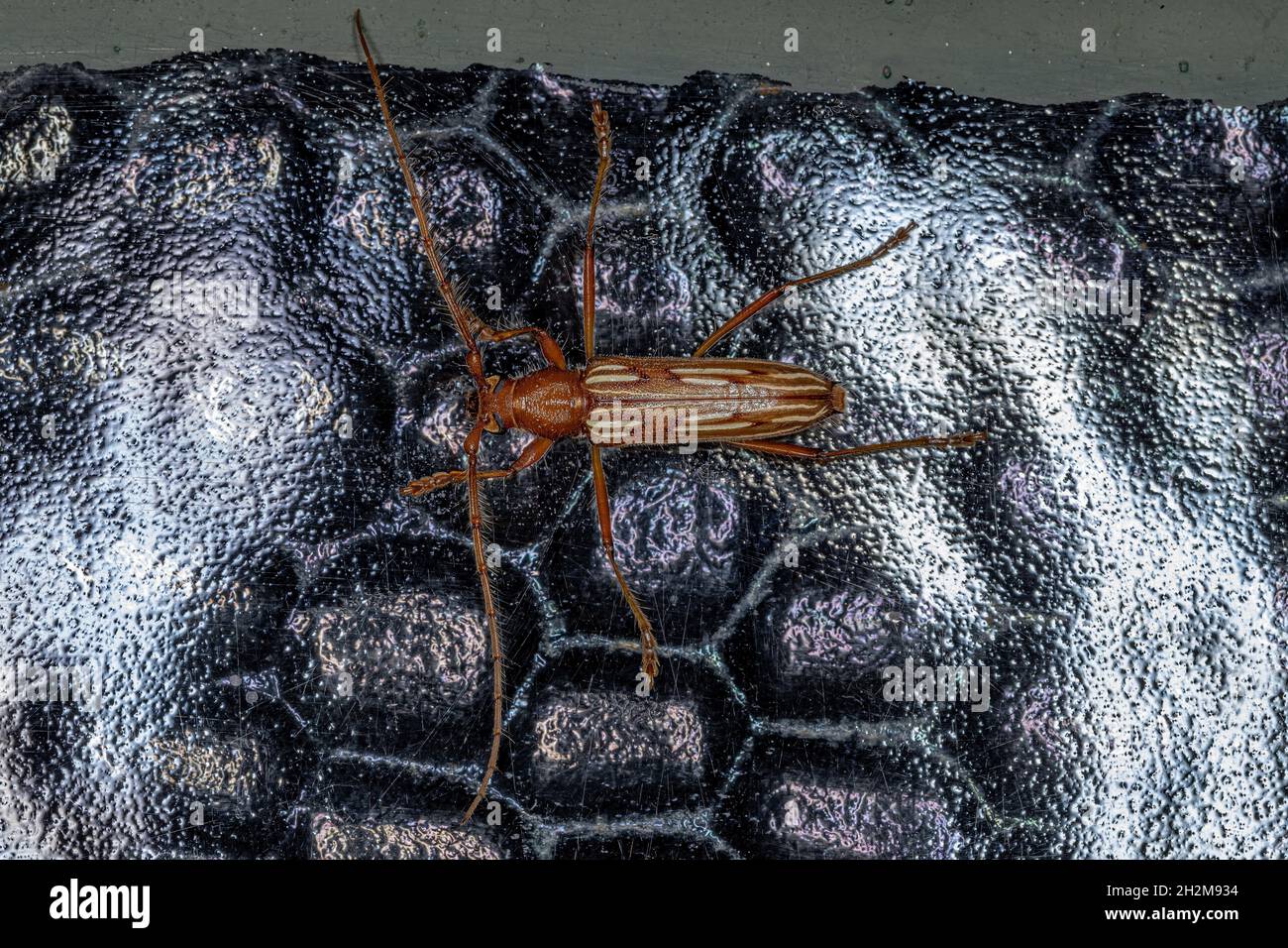 Cucujiform beetle hi-res stock photography and images - Alamy