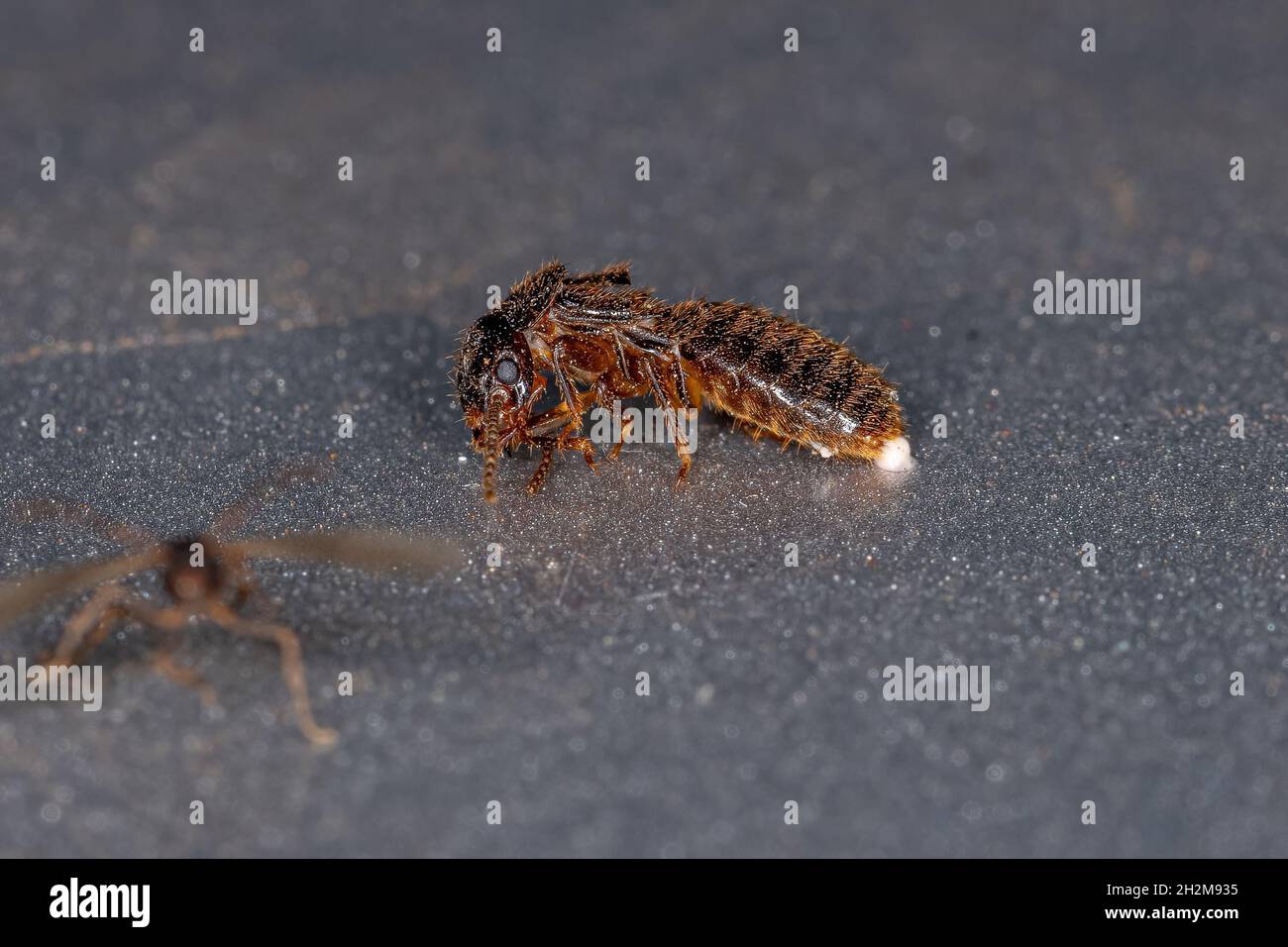 Adult Termite Insect of the Epifamily Termitoidae Stock Photo - Alamy